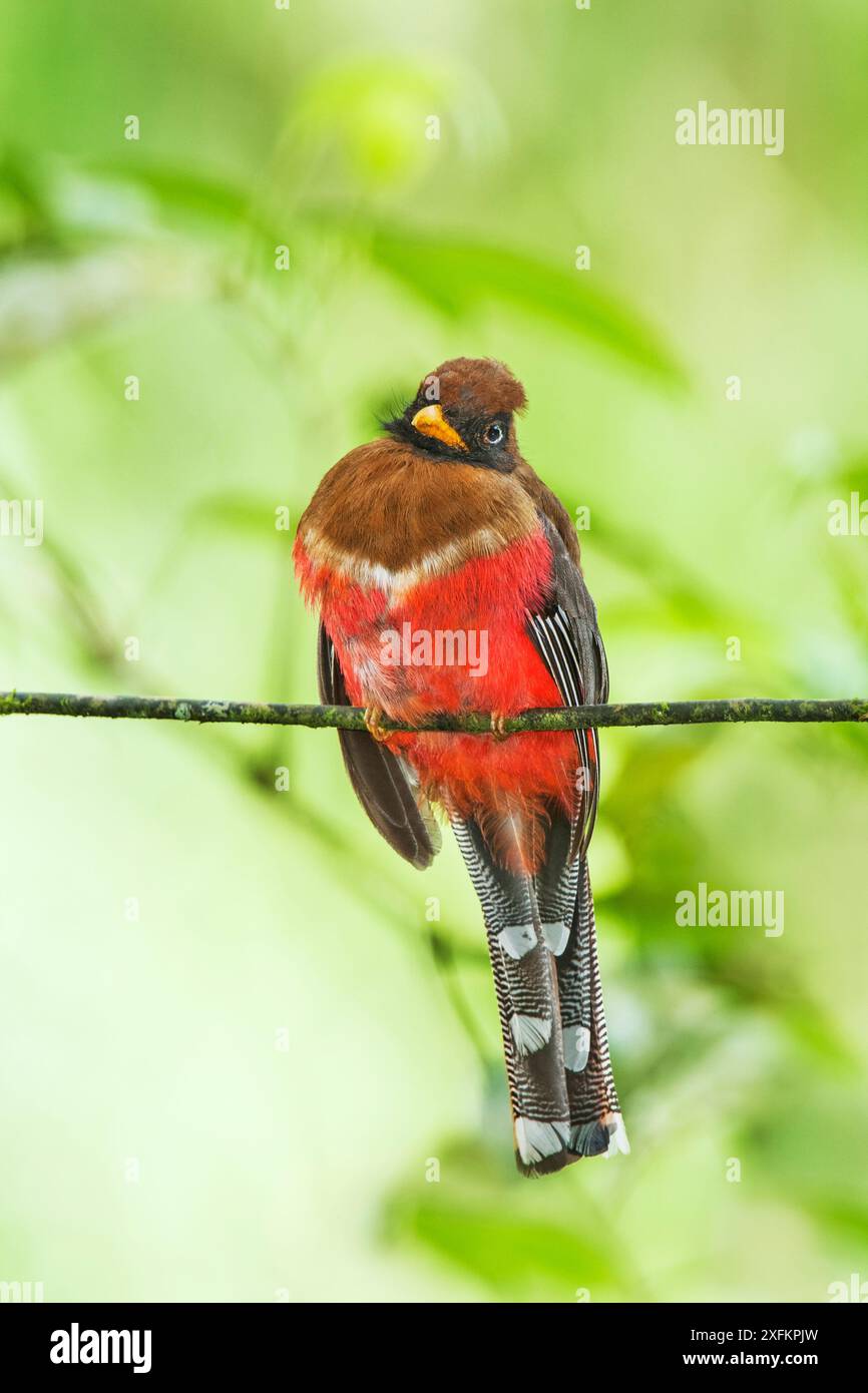 Masked trogon (Trogon personatus) adult female, Tandayapa Lodge, Mindo ...