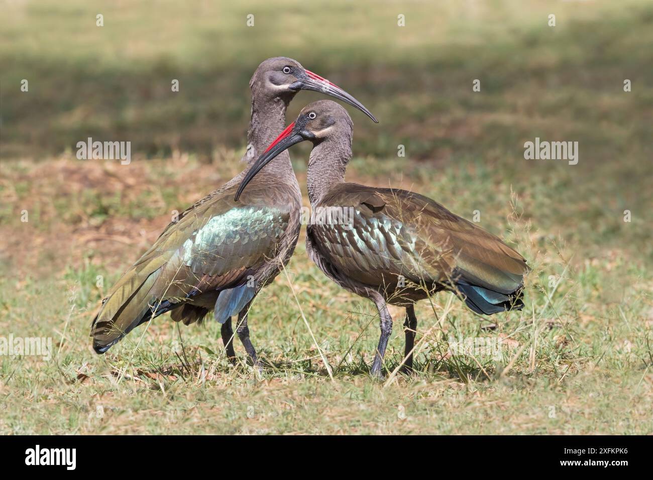 Hadada ibis (Hagedashia hagedash) adult male and female, Naivasha ...