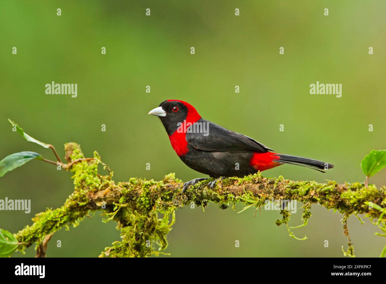 Crimson collared tanagers hi-res stock photography and images - Alamy