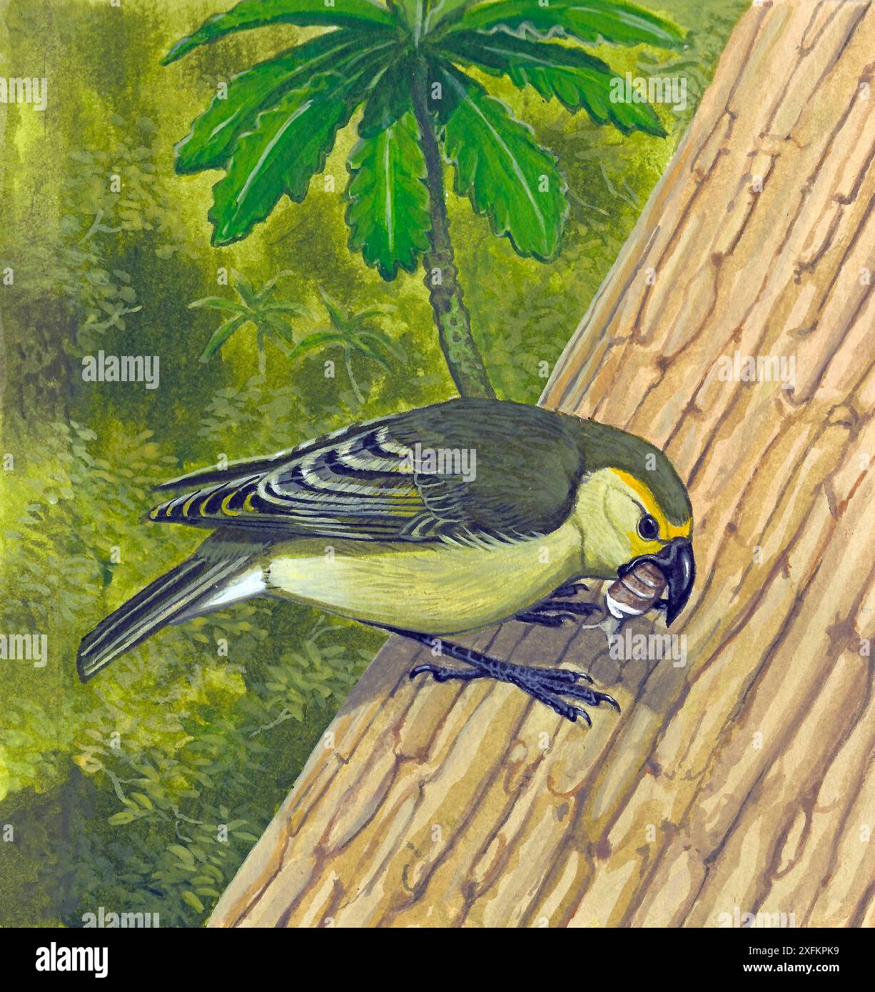 Species illustration finches hi-res stock photography and images - Alamy