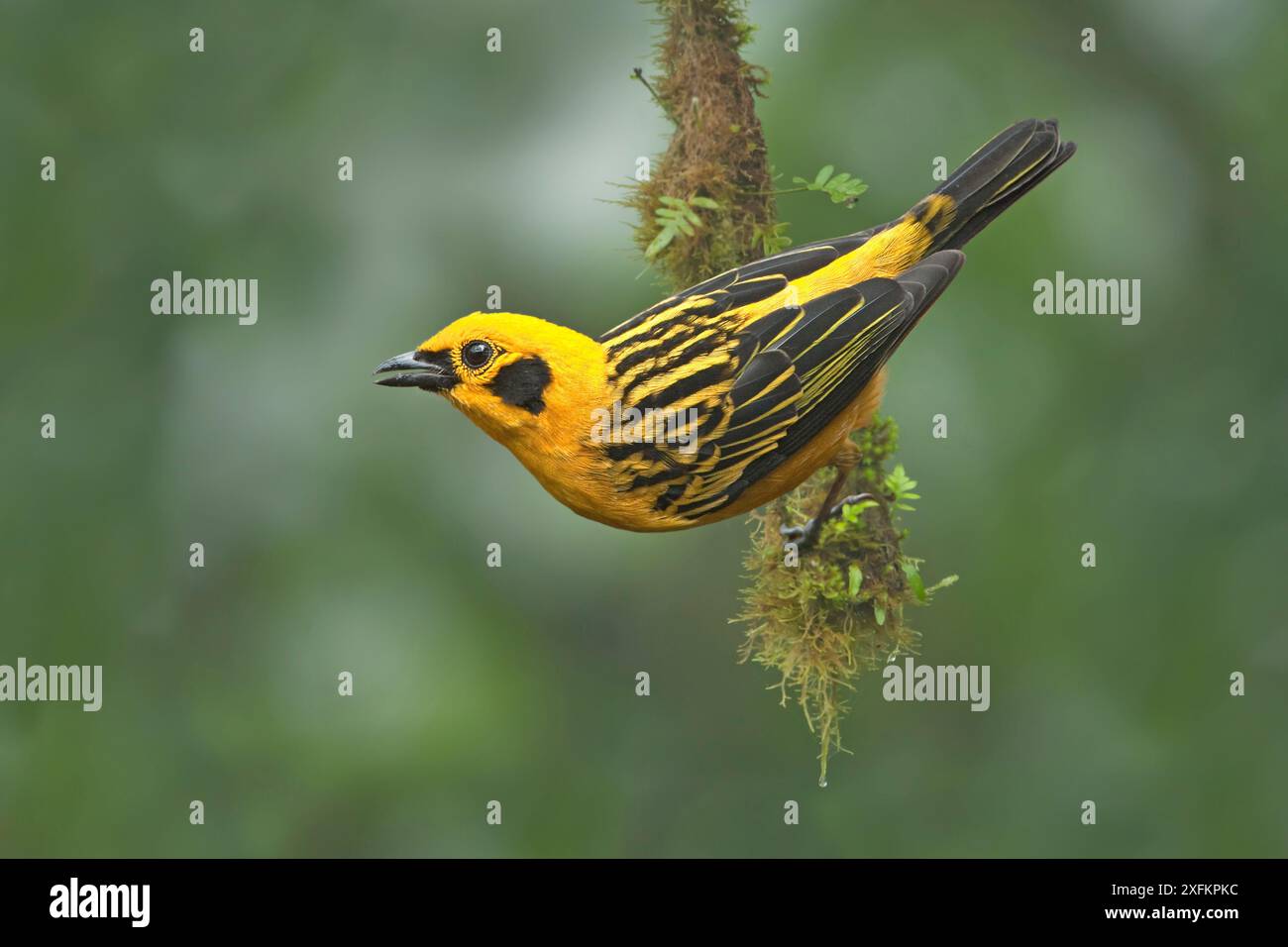 Golden tanager (Tangara arthus aequatorialis) adult male, Mindo Loma ...
