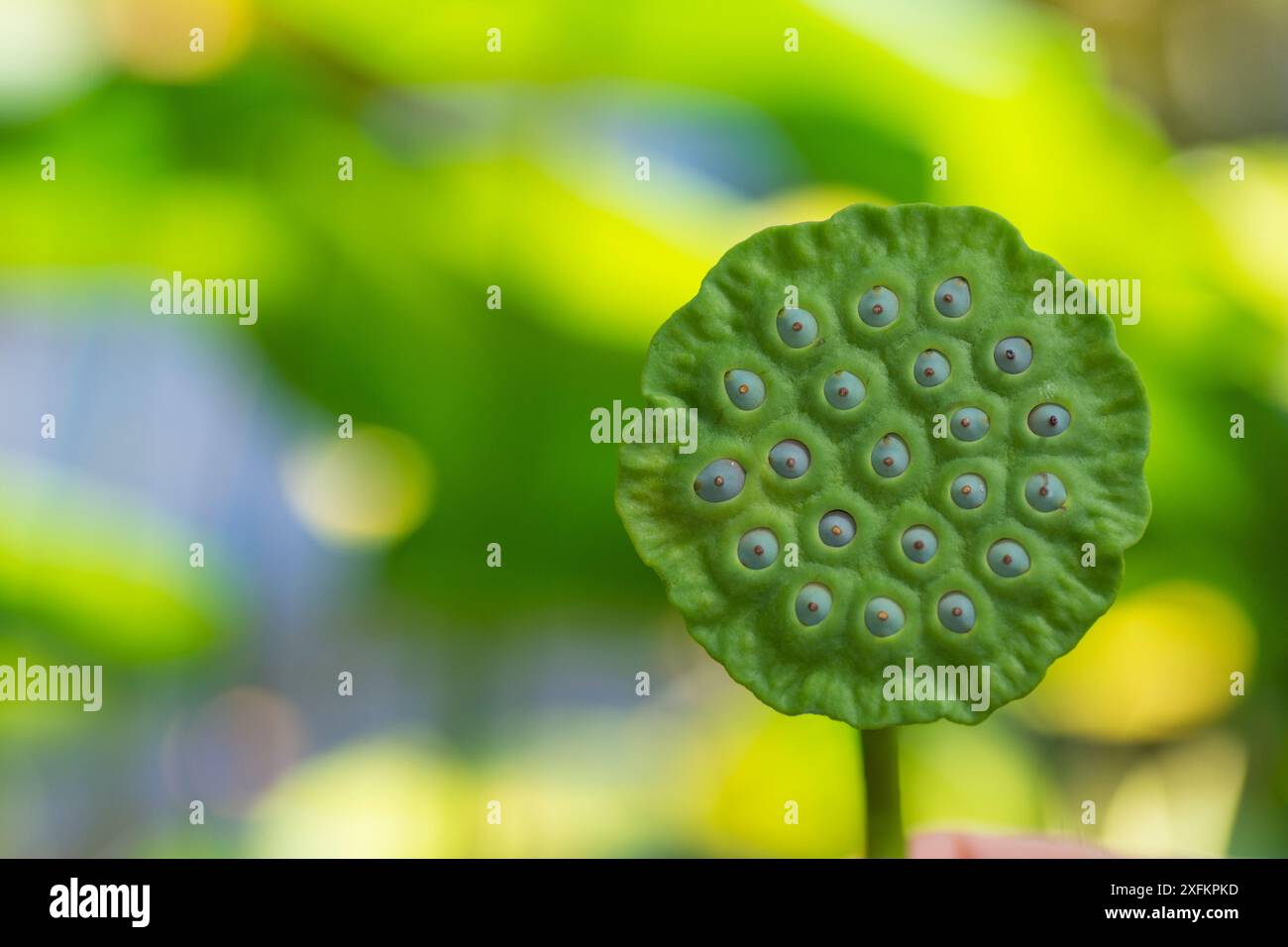 Indian lotus (Nelumbo nucifera) seed pod, Botanic Garden Meise, Belgium ...