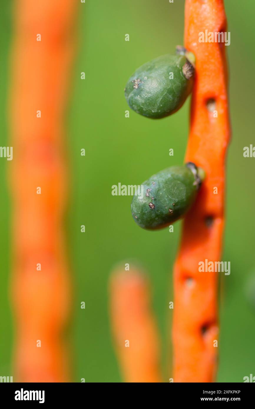 Reed palm (Chamaedorea seifrizi) fruit, Amsterdam Botanical garden, the ...