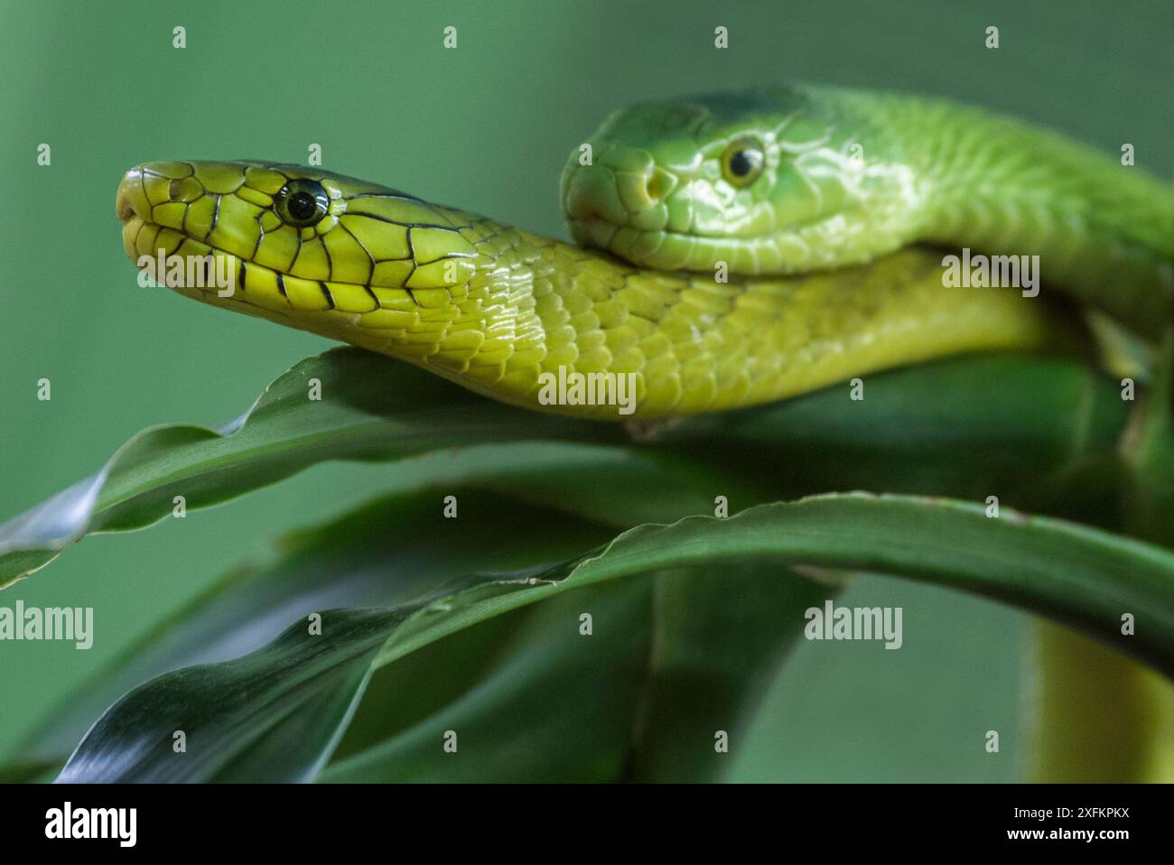 Eastern green mambas (Dendroaspis angusticeps) captive, from East ...
