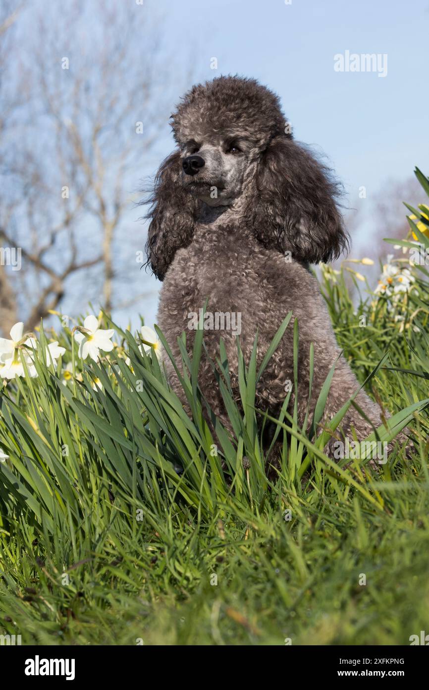 Grey miniature poodle hi-res stock photography and images - Alamy