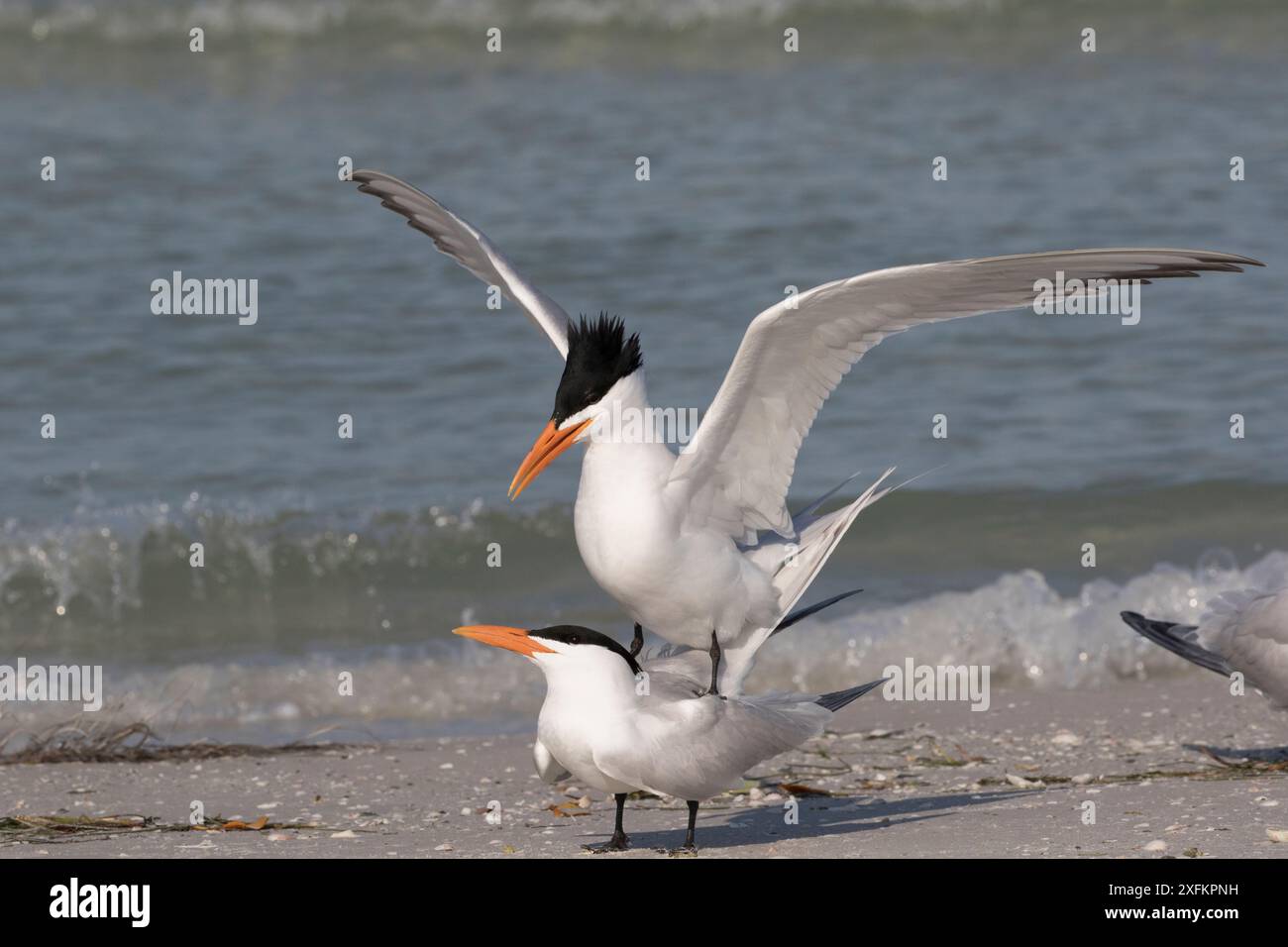 Pair of Royal terns (Thalasseus maximus) on beach displaying mating ...