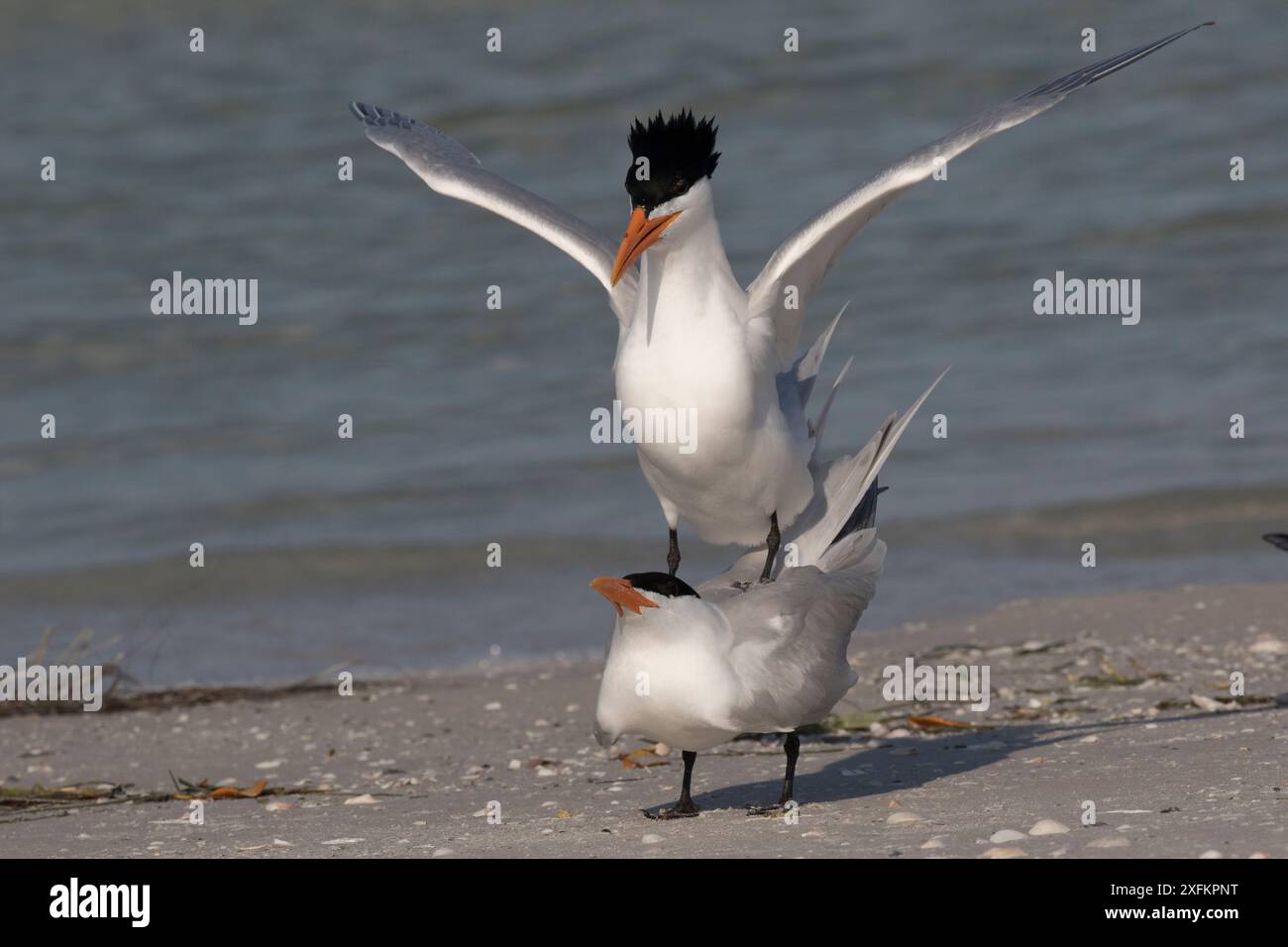 Pair of Royal terns (Thalasseus maximus) on beach displaying mating ...