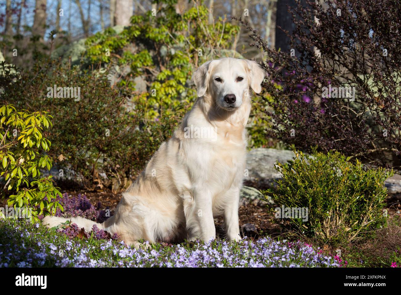Golden retriever sitting among spring vegetation, USA Stock Photo - Alamy