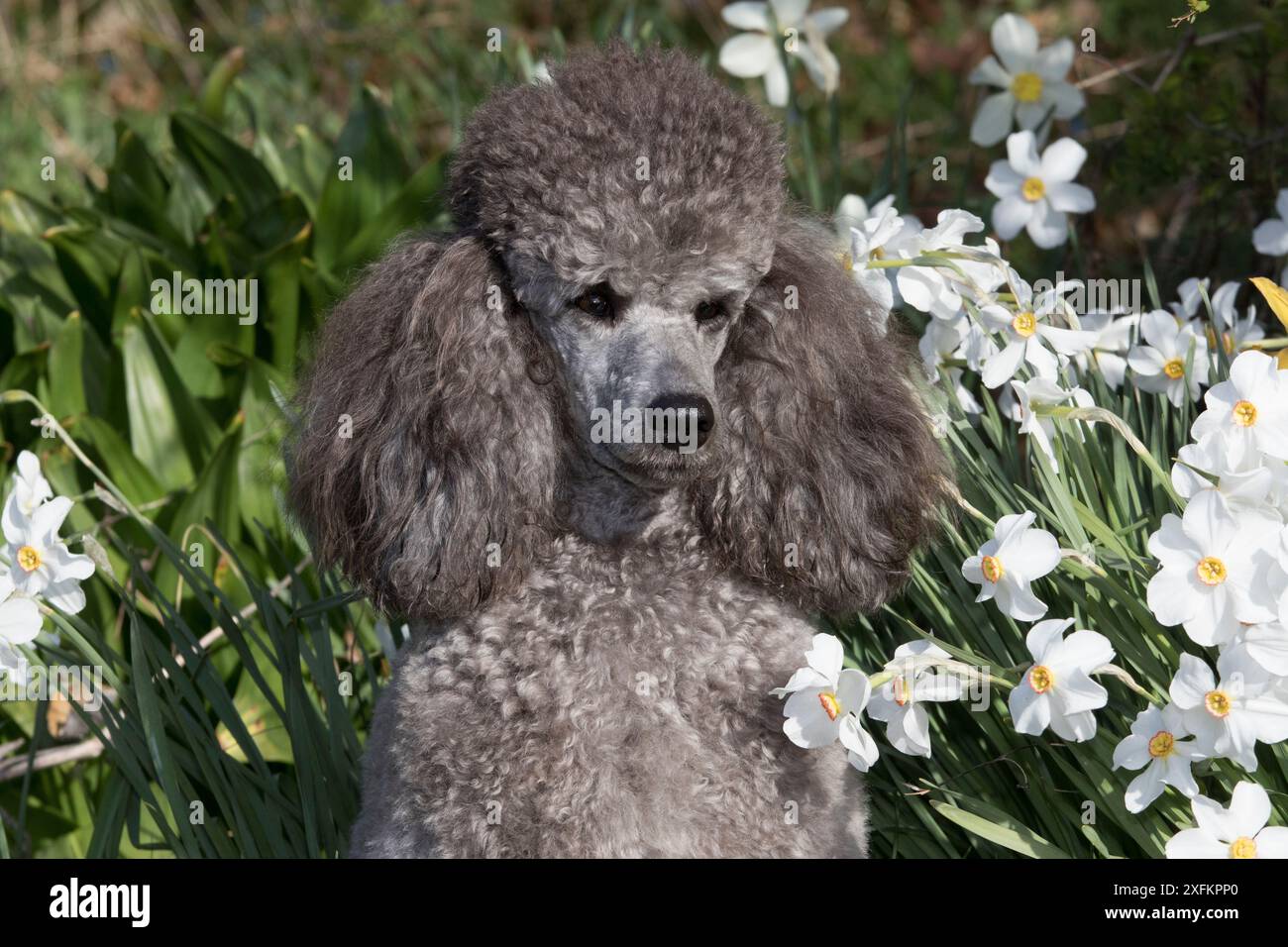 Grey miniature poodle hi-res stock photography and images - Alamy