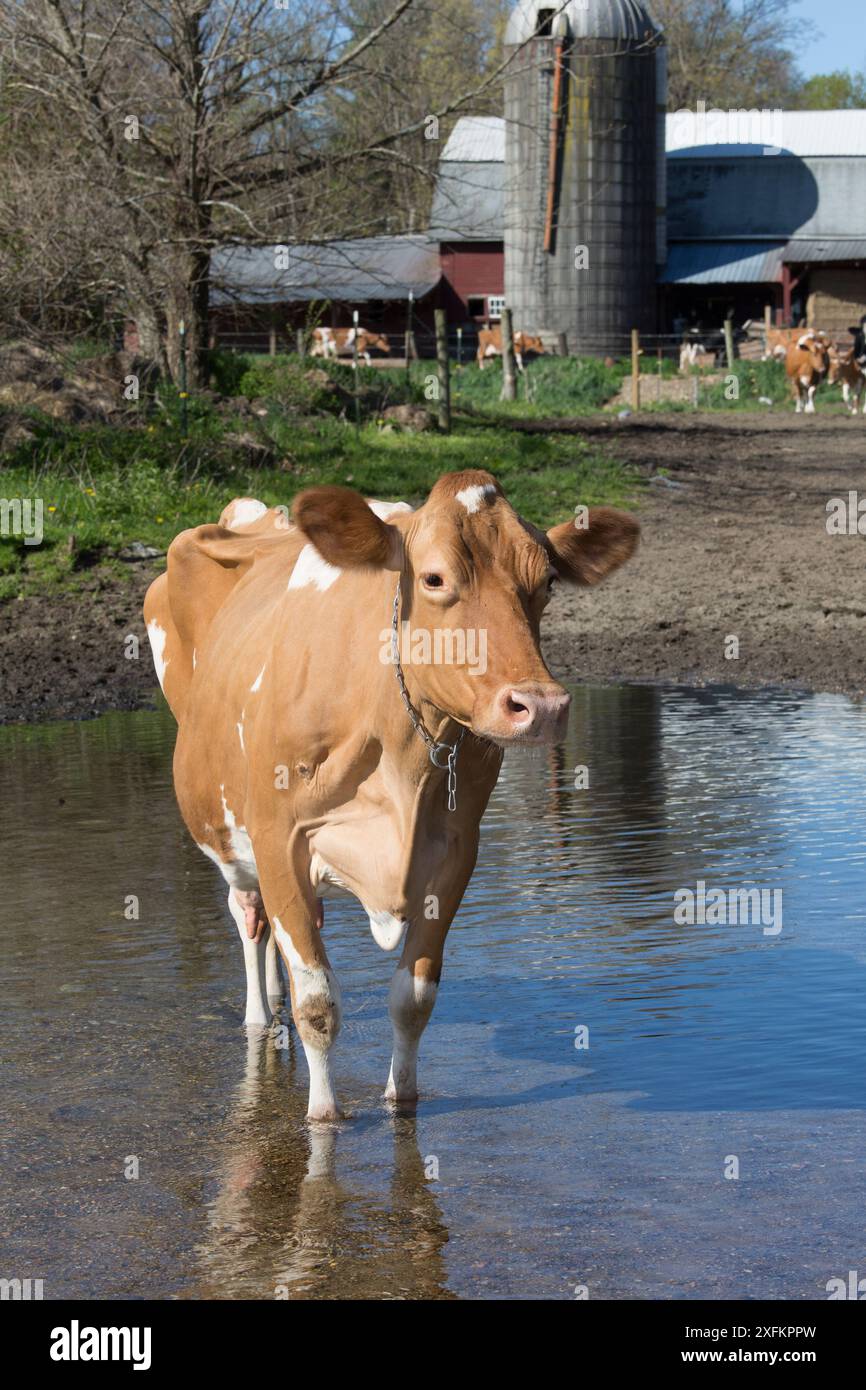 Cow farm usa hi-res stock photography and images - Alamy