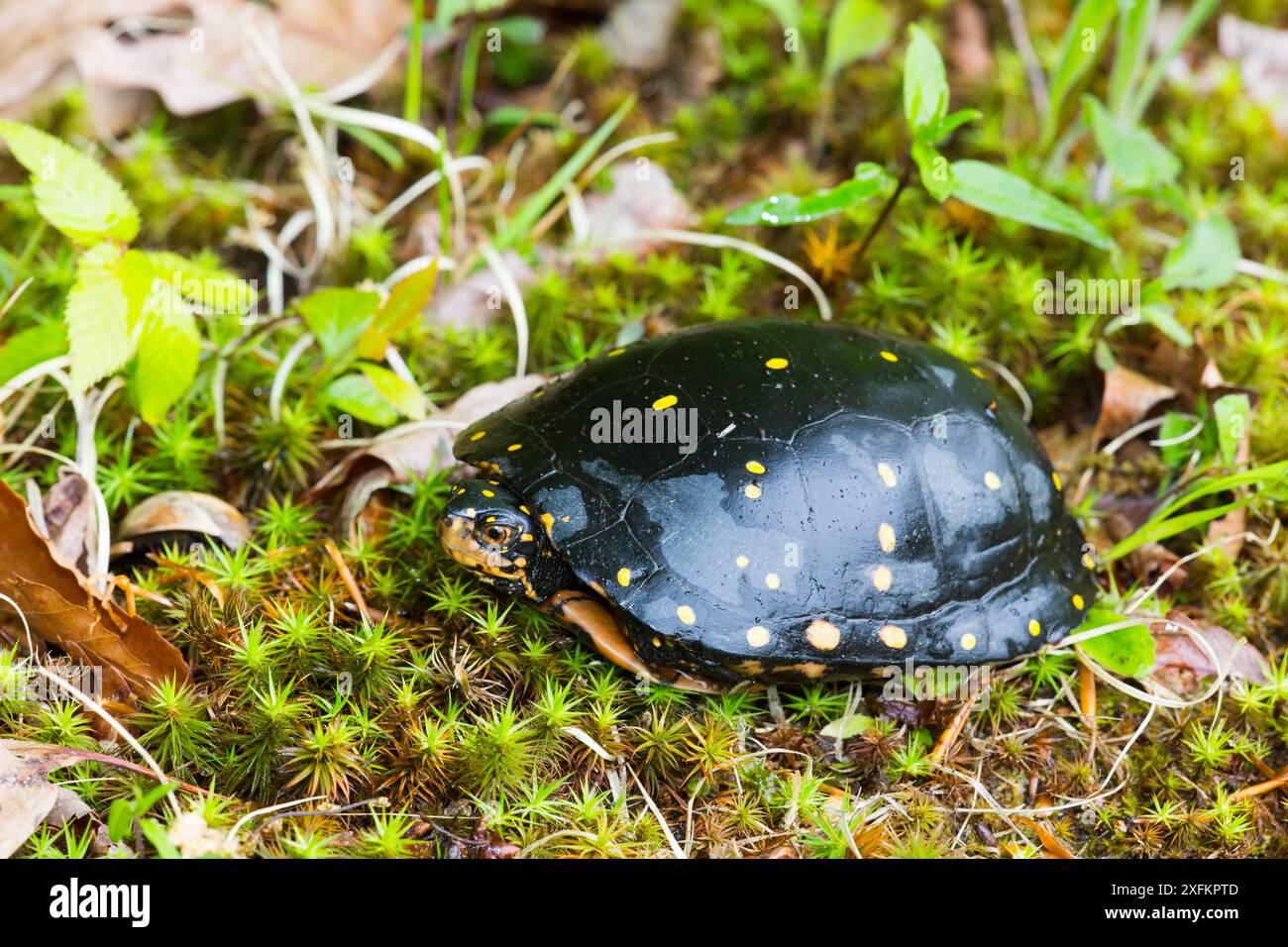 Spotted turtle (Clemmys guttata) on club moss, Killingworth ...