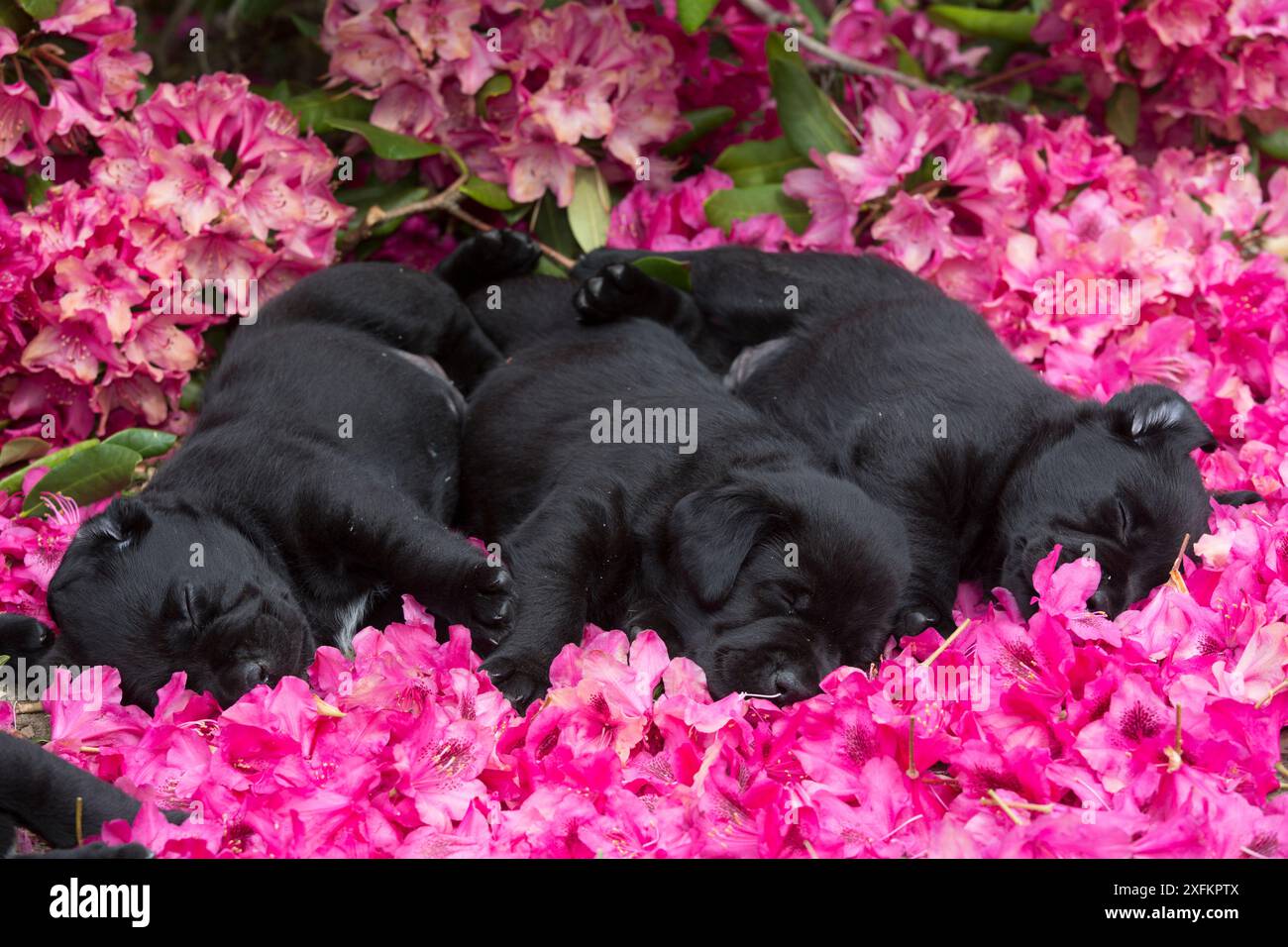 Three black labrador retriever pups, age five weeks, sleeping in ...