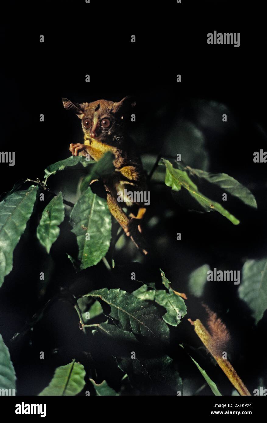 Rondo dwarf galago (Galagoides rondoensis) from Rondo in south-east ...