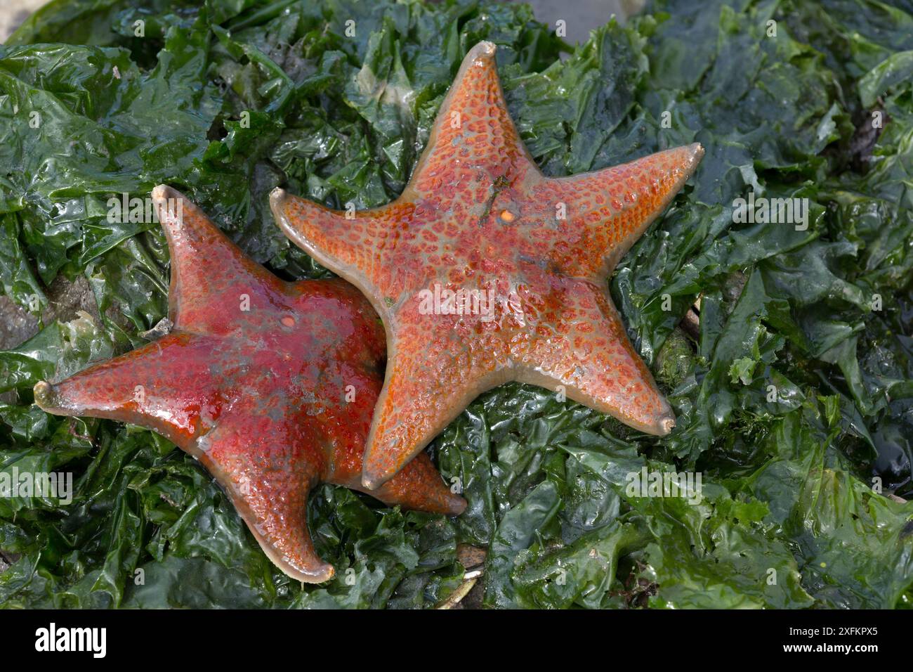 Two leather sea stars hi-res stock photography and images - Alamy