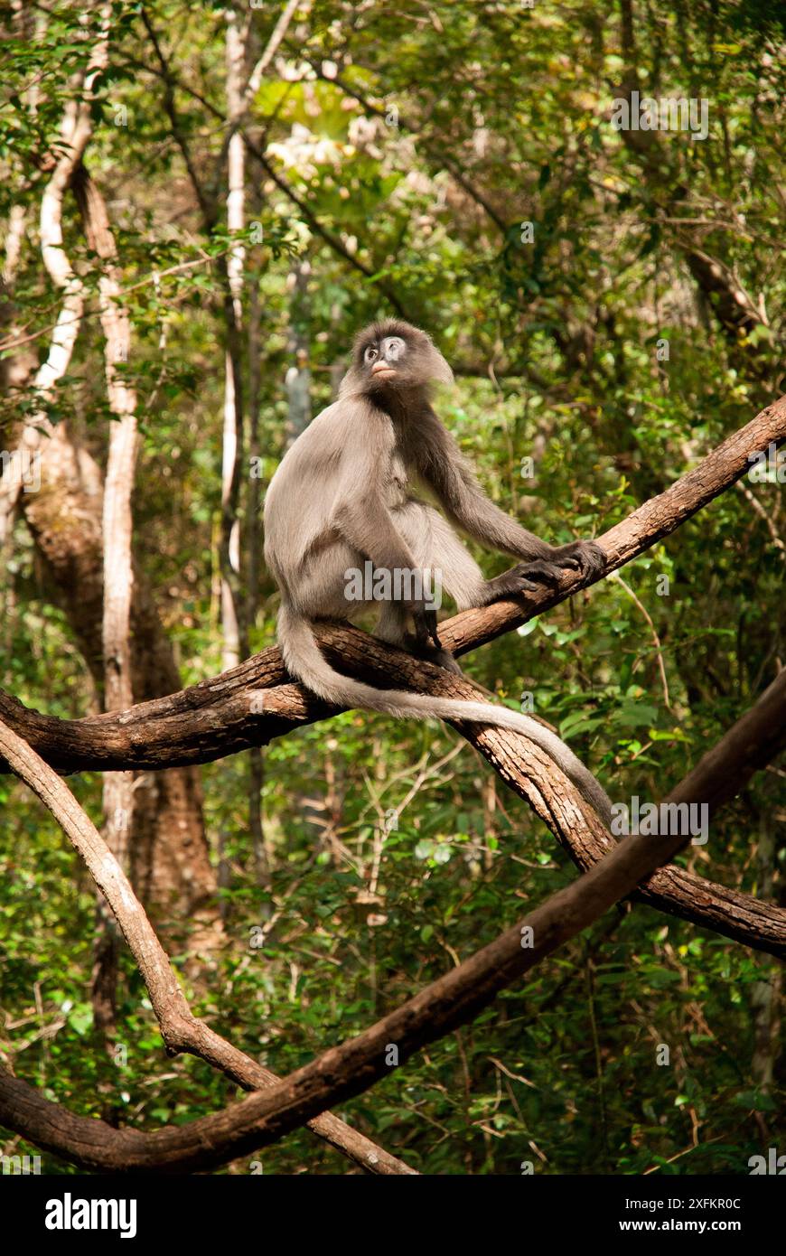 Phayre's leaf monkey (Trachypithecus phayrei). Phu Khieo Wildlife ...