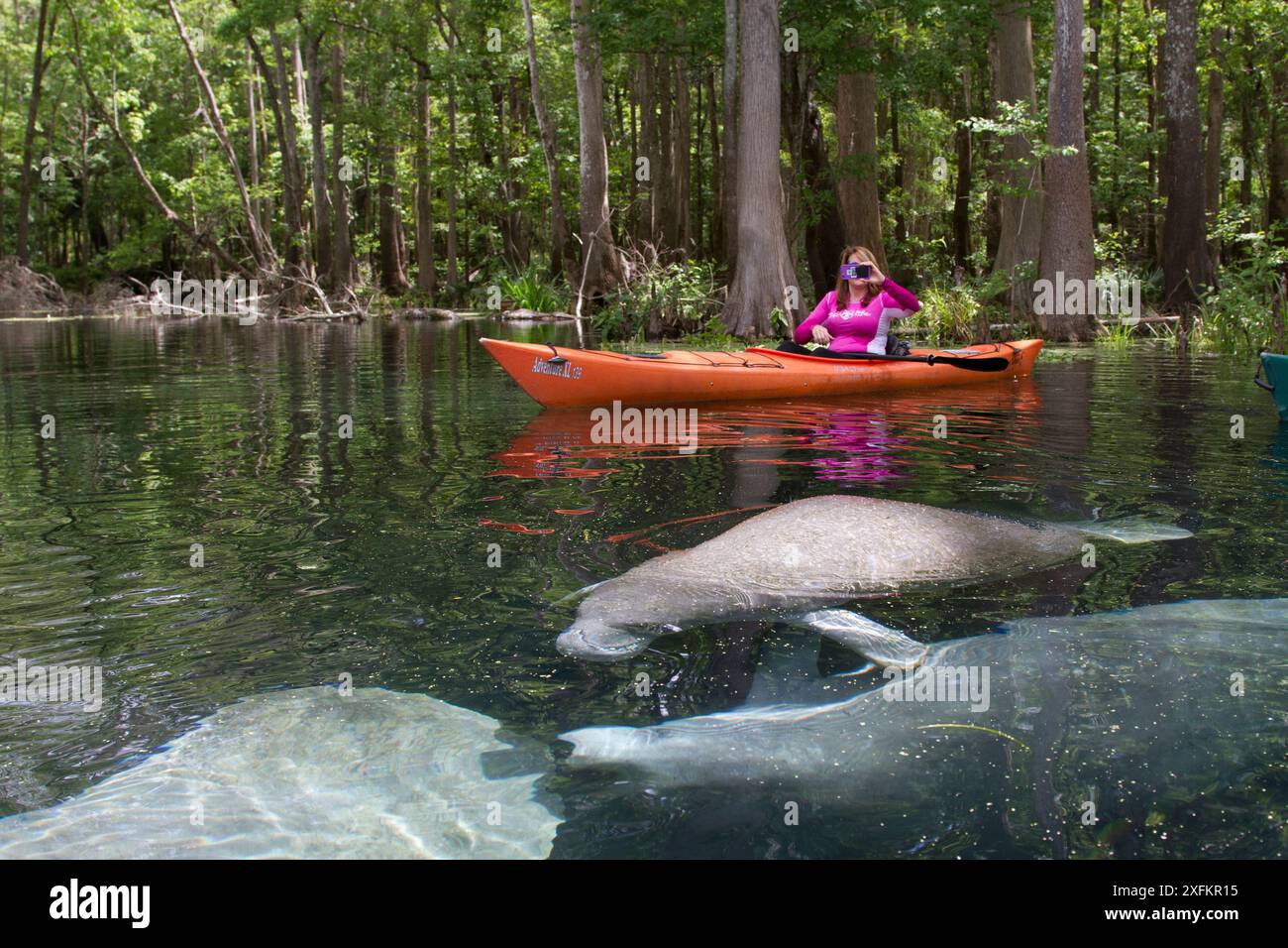 Woman kayaker taking photos of West Indian Manatees (Trichechus manatus ...
