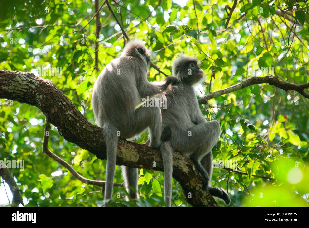 Two Phayre's leaf monkeys (Trachypithecus phayrei) social grooming. Phu Khieo Wildlife Sanctuary ...