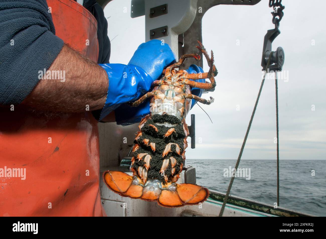 Homarus americanus female hi-res stock photography and images - Alamy