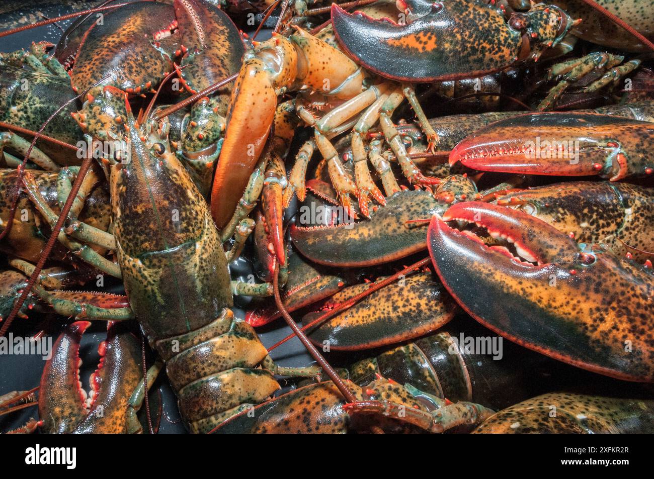 American lobsters (Homarus americanus) caught in trap, Yarmouth, Maine ...