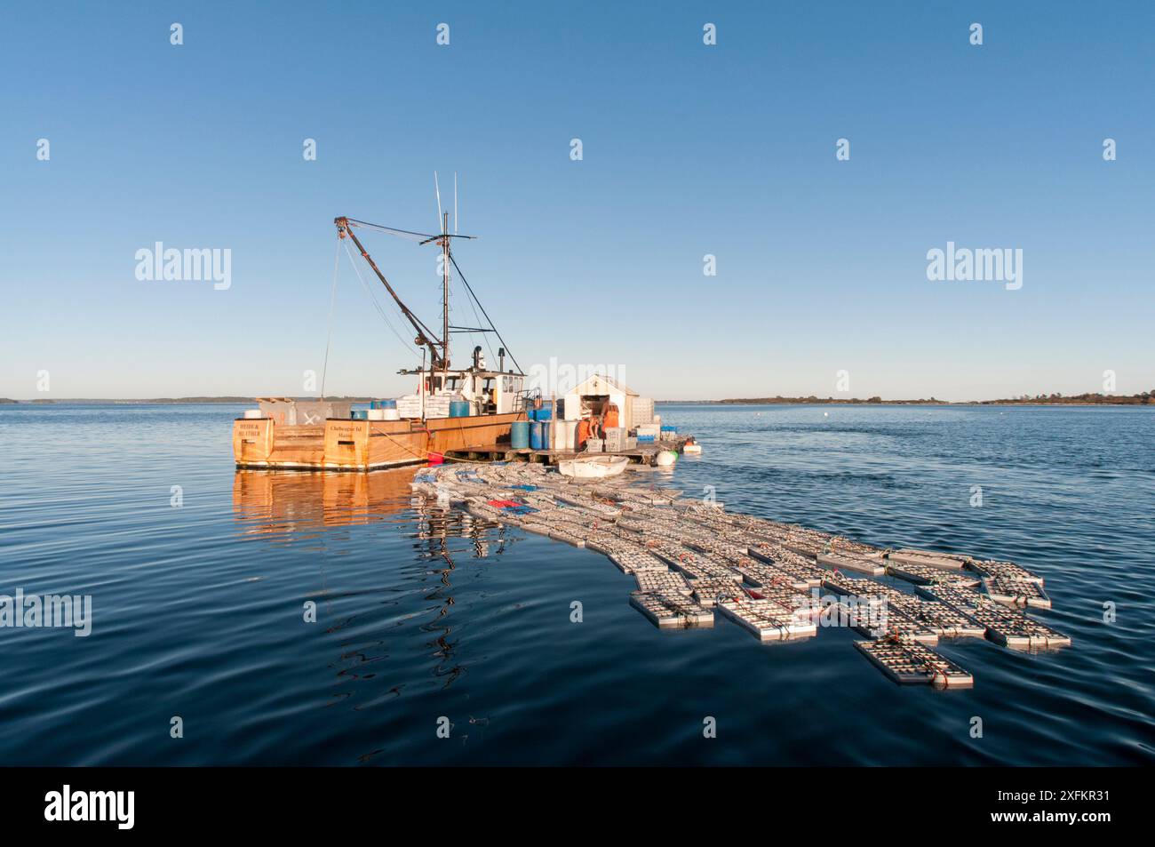 Lobster smack holds American lobsters (Homarus americanus) caught by co ...