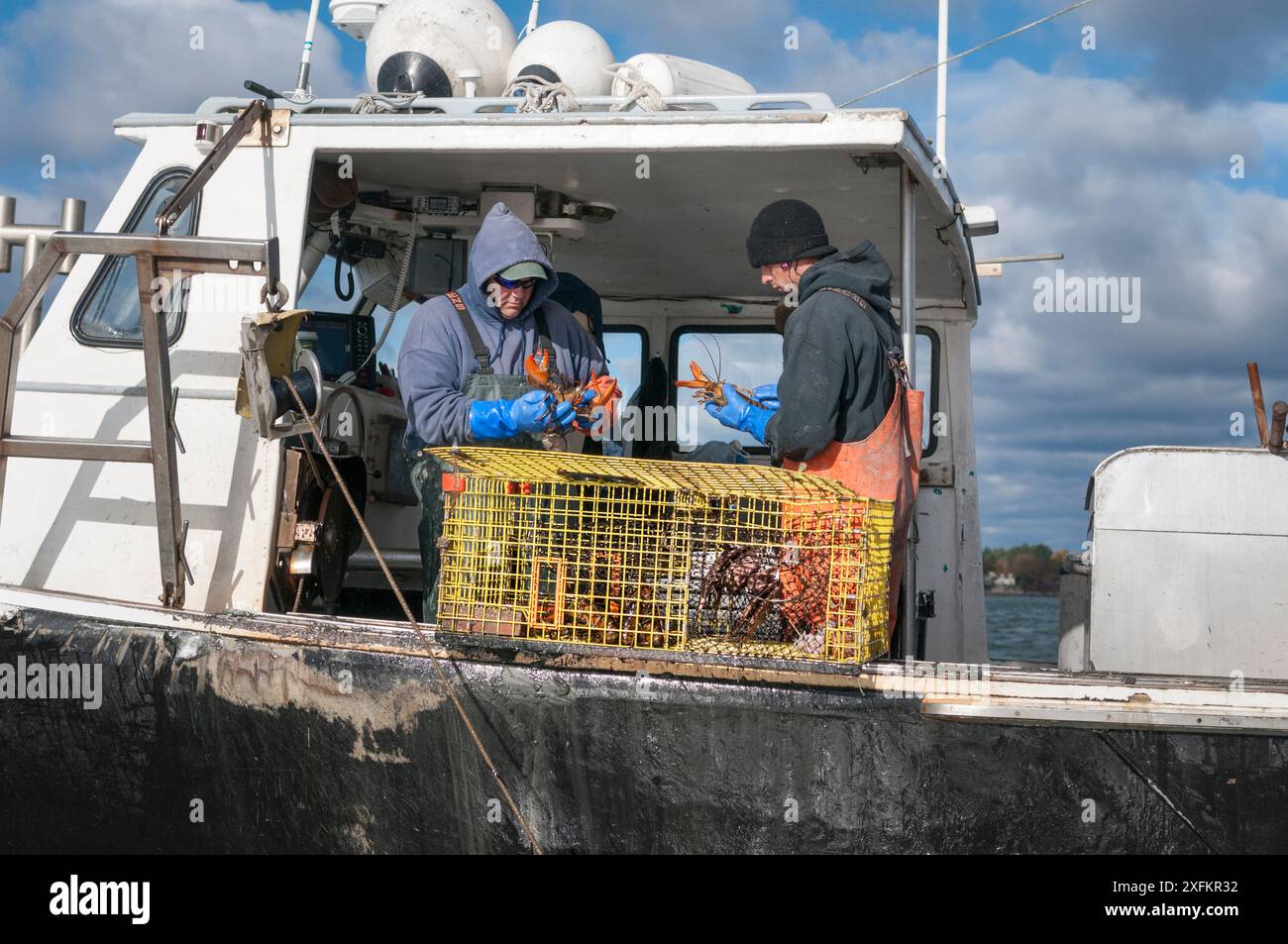 Lobsterman measures length of American lobster (Homarus americanus ...