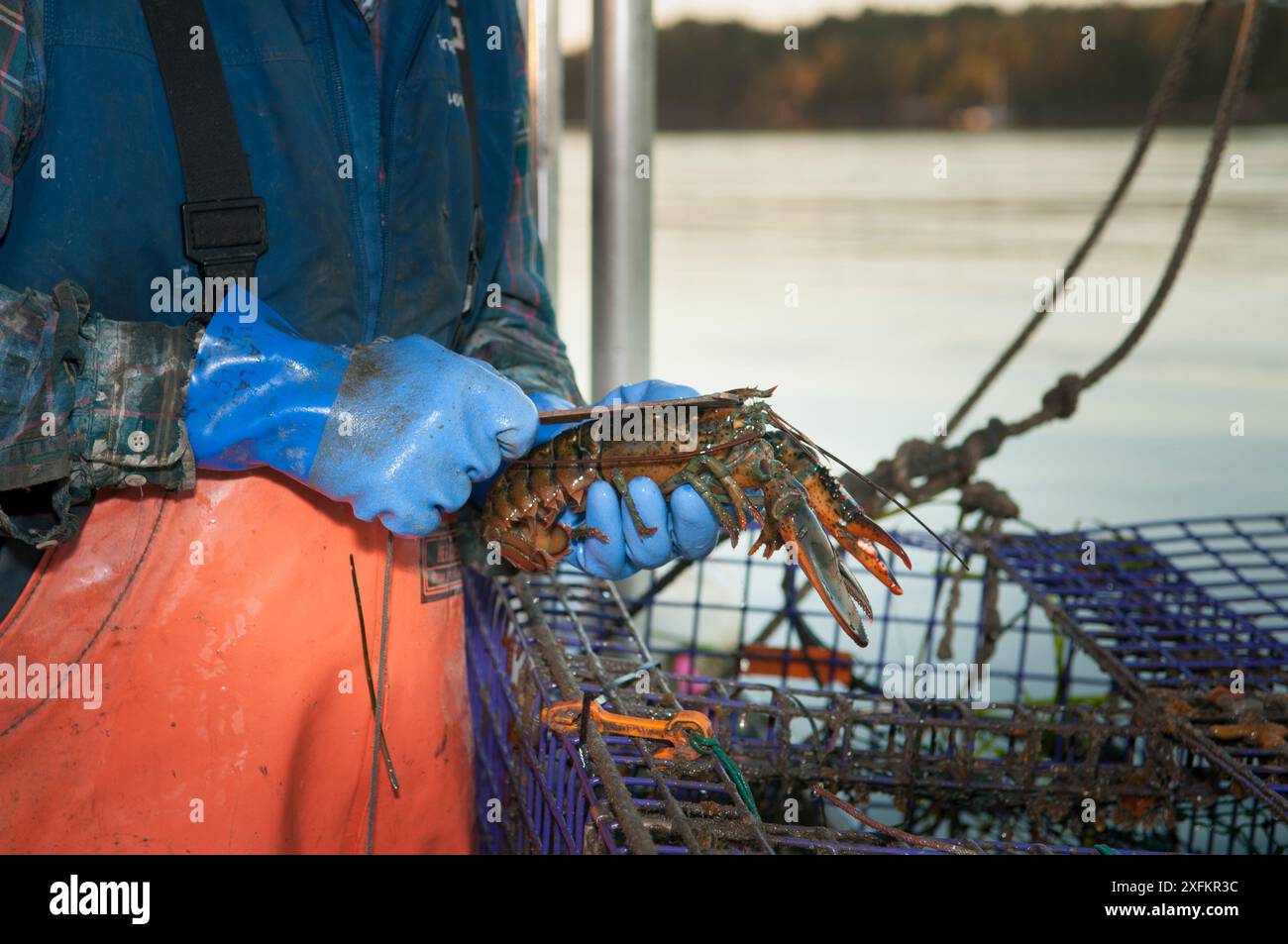 Measuring lobster legal yarmouth hi-res stock photography and images ...