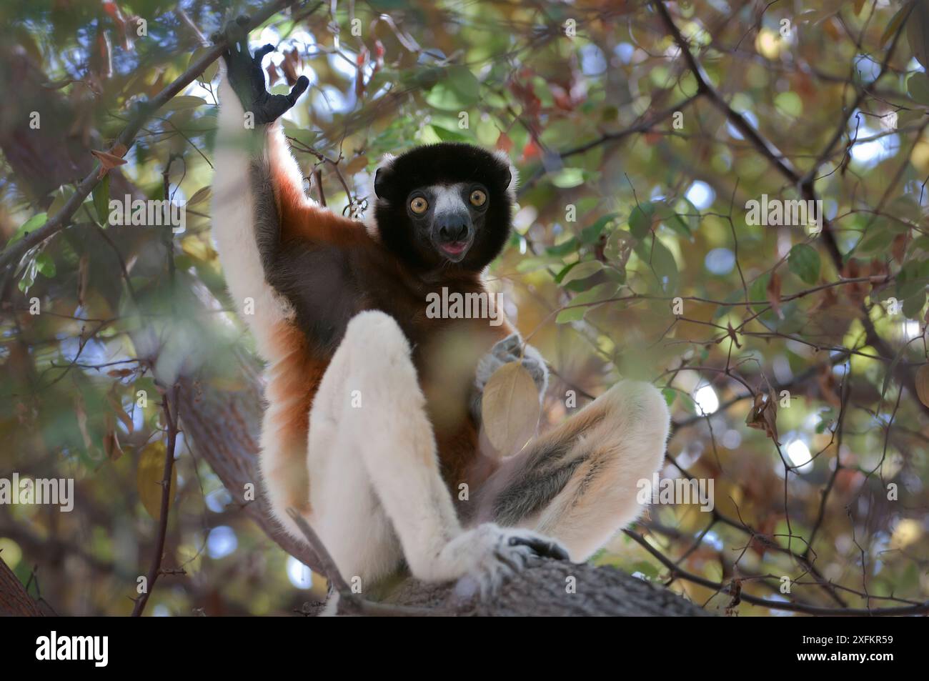 Propithecus coronatus hi-res stock photography and images - Alamy