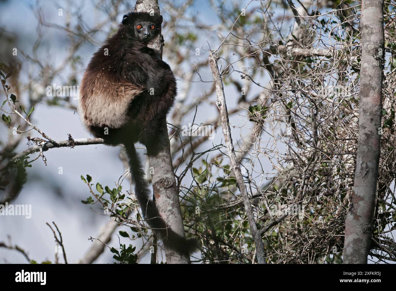 Milne edwards simpona hi-res stock photography and images - Alamy