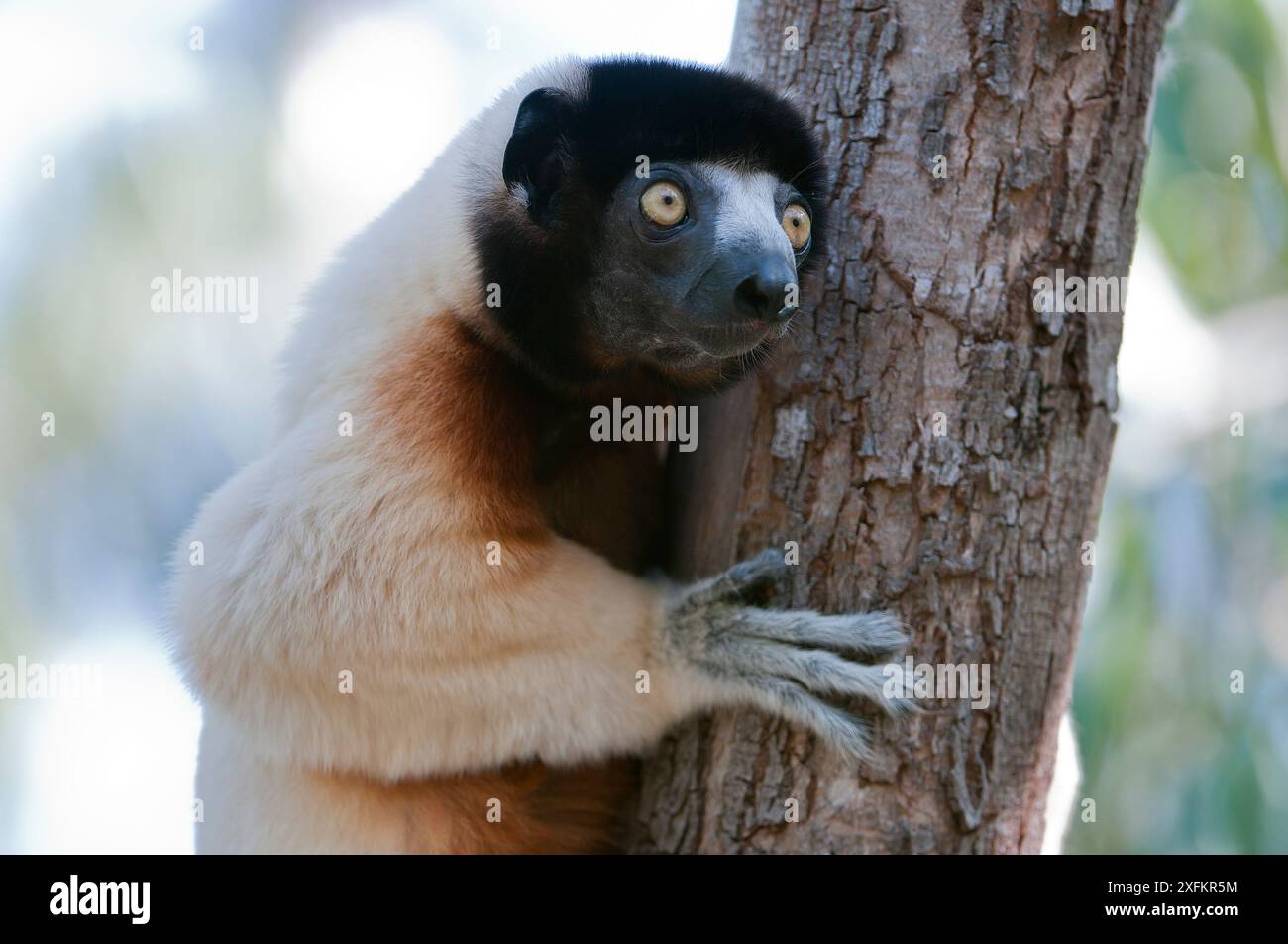 Propithecus coronatus hi-res stock photography and images - Alamy
