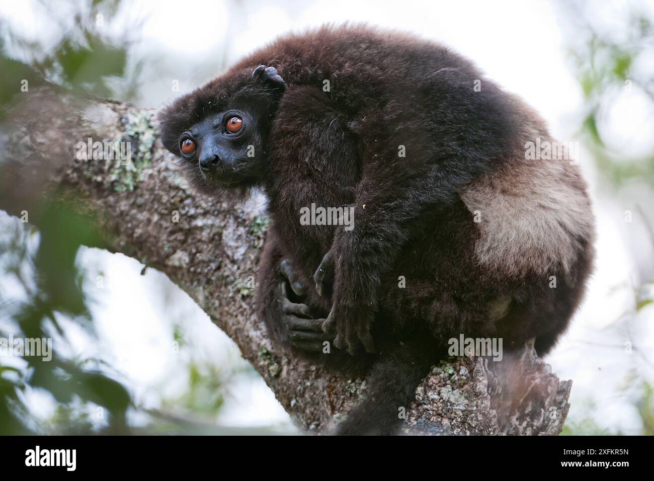 Milne edwards simpona hi-res stock photography and images - Alamy