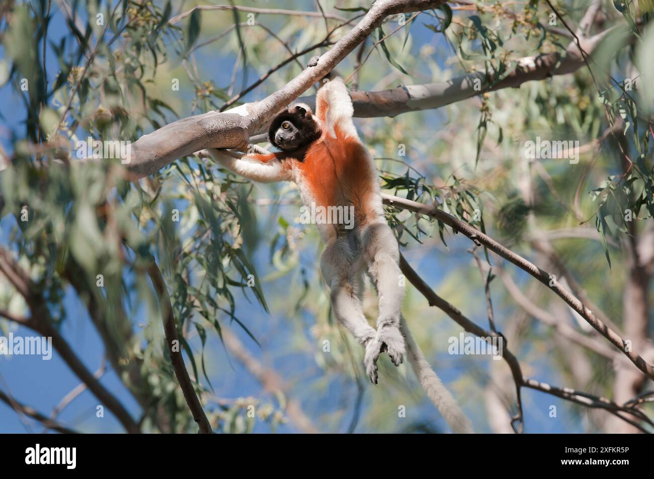 Propithecus coronatus hi-res stock photography and images - Alamy