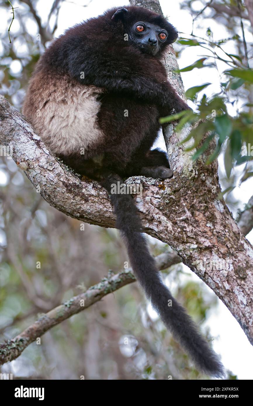 Milne-Edward's Sifaka (Propithecus edwardsi), Lalatsara, Madagascar ...