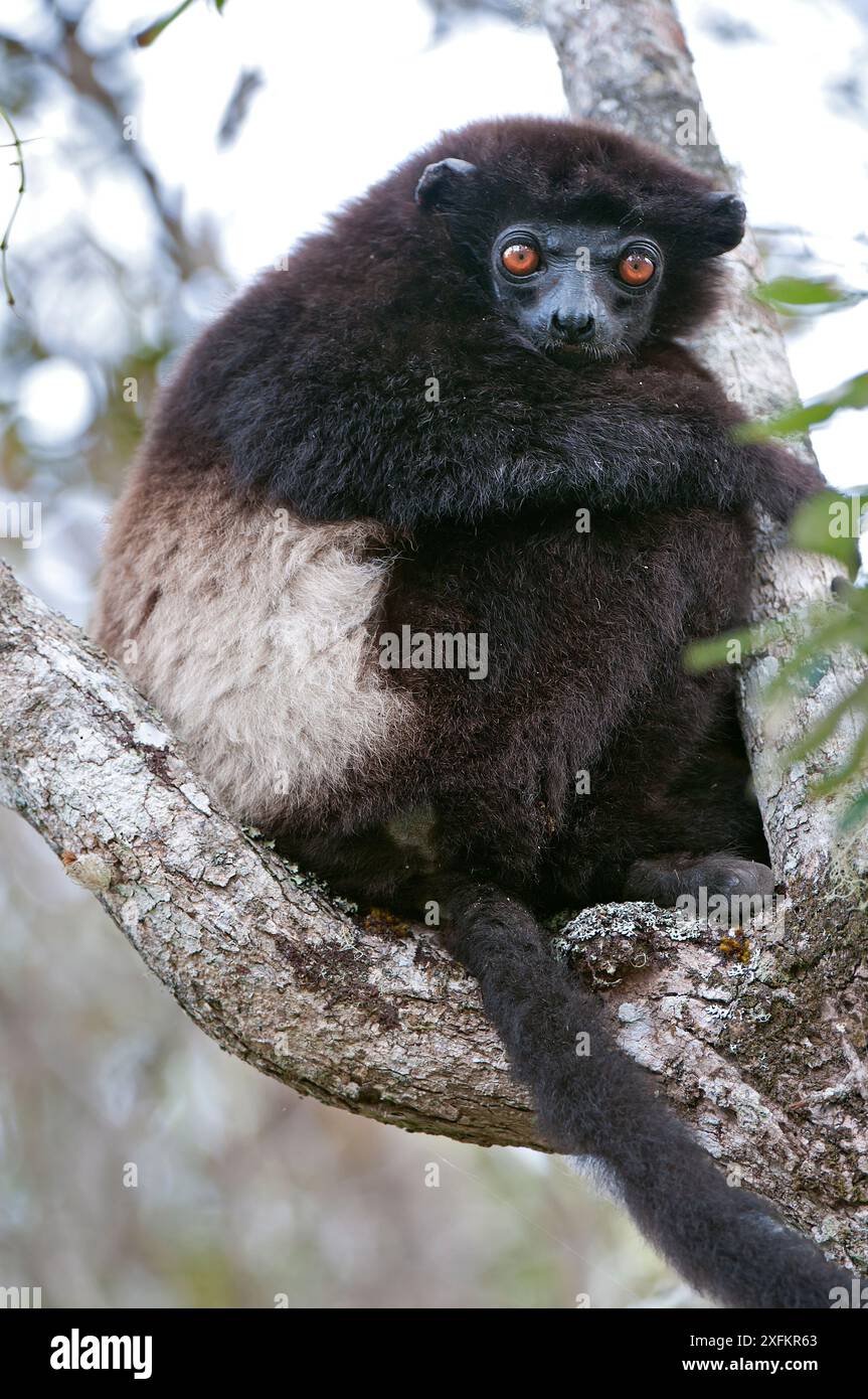 Milne-Edward's sifaka (Propithecus edwardsi), Lalatsara, Madagascar ...