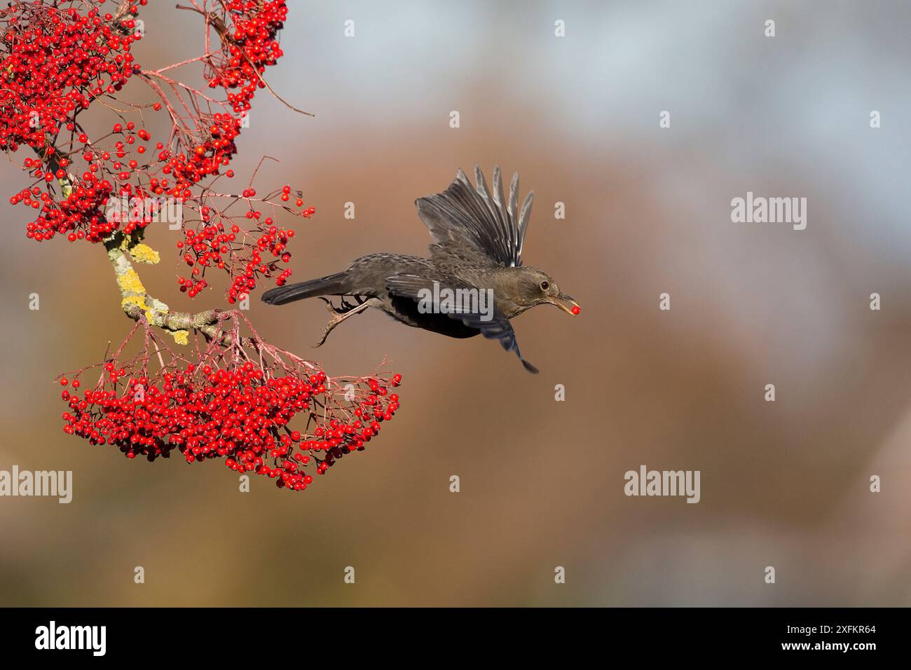 Blackbird (Turdus merula) female flying with berry in its beak, Norfolk ...