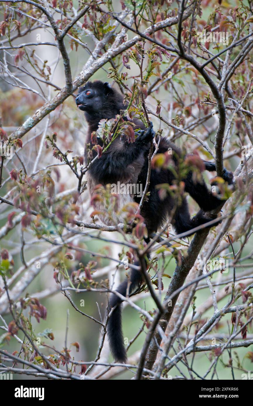 Endangered milne edwardss sifaka hi-res stock photography and images ...