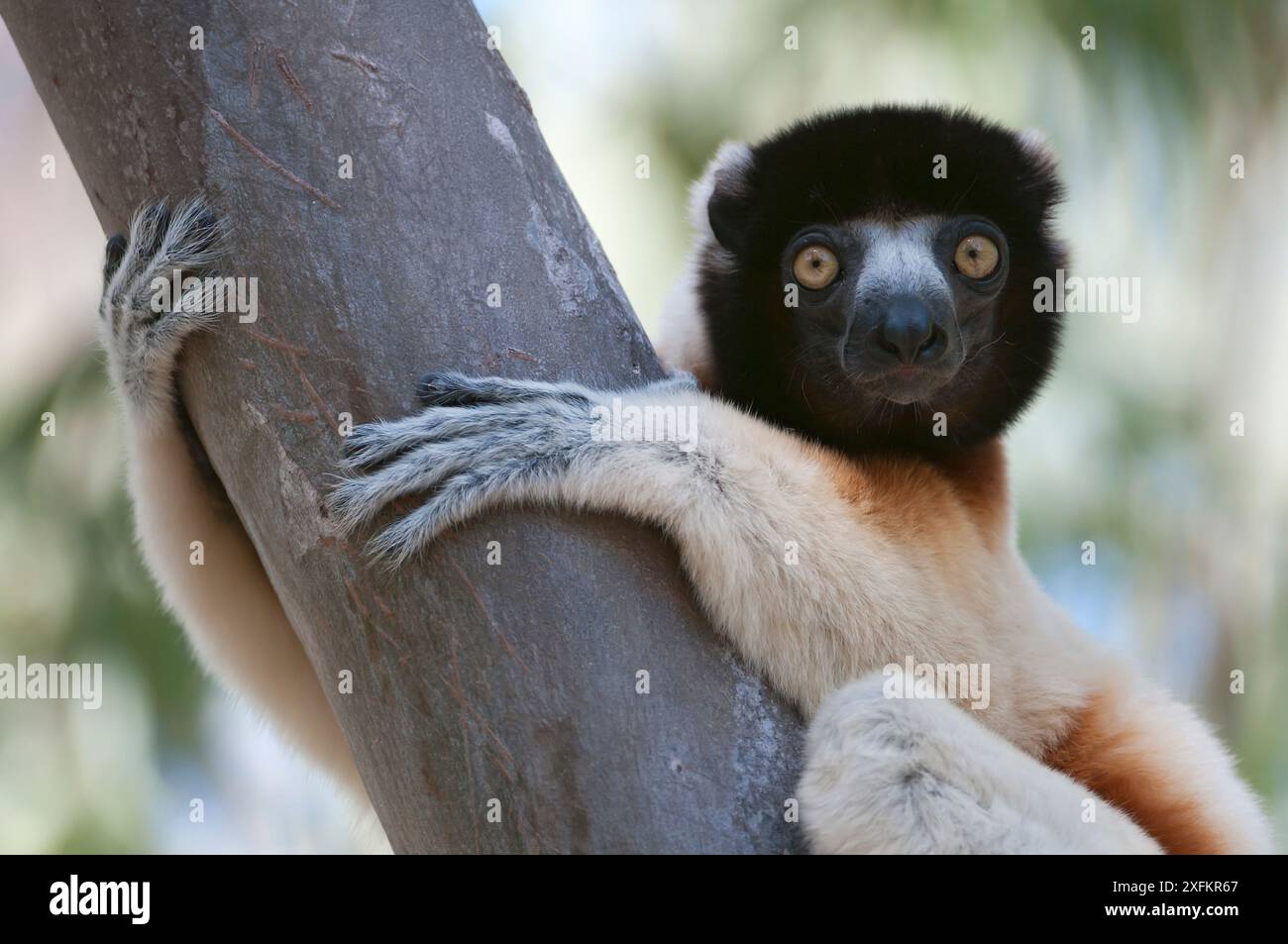 Propithecus coronatus hi-res stock photography and images - Alamy