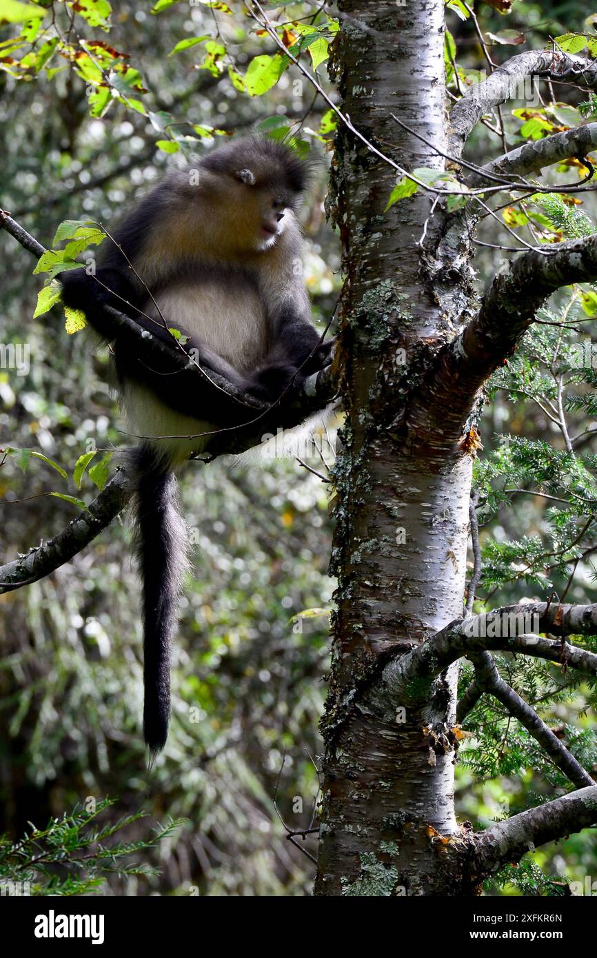 Yunnan snub-nosed monkey (Rhinopithecus bieti) in tree, Yunnan, China ...