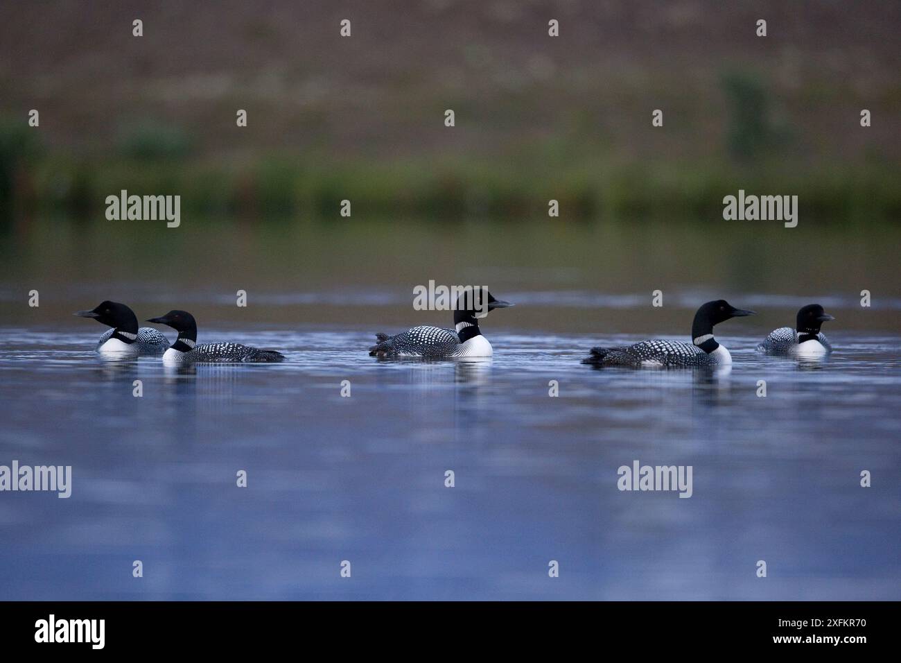 Great Northern Divers (Gavia immer) on water, Iceland, August Stock ...