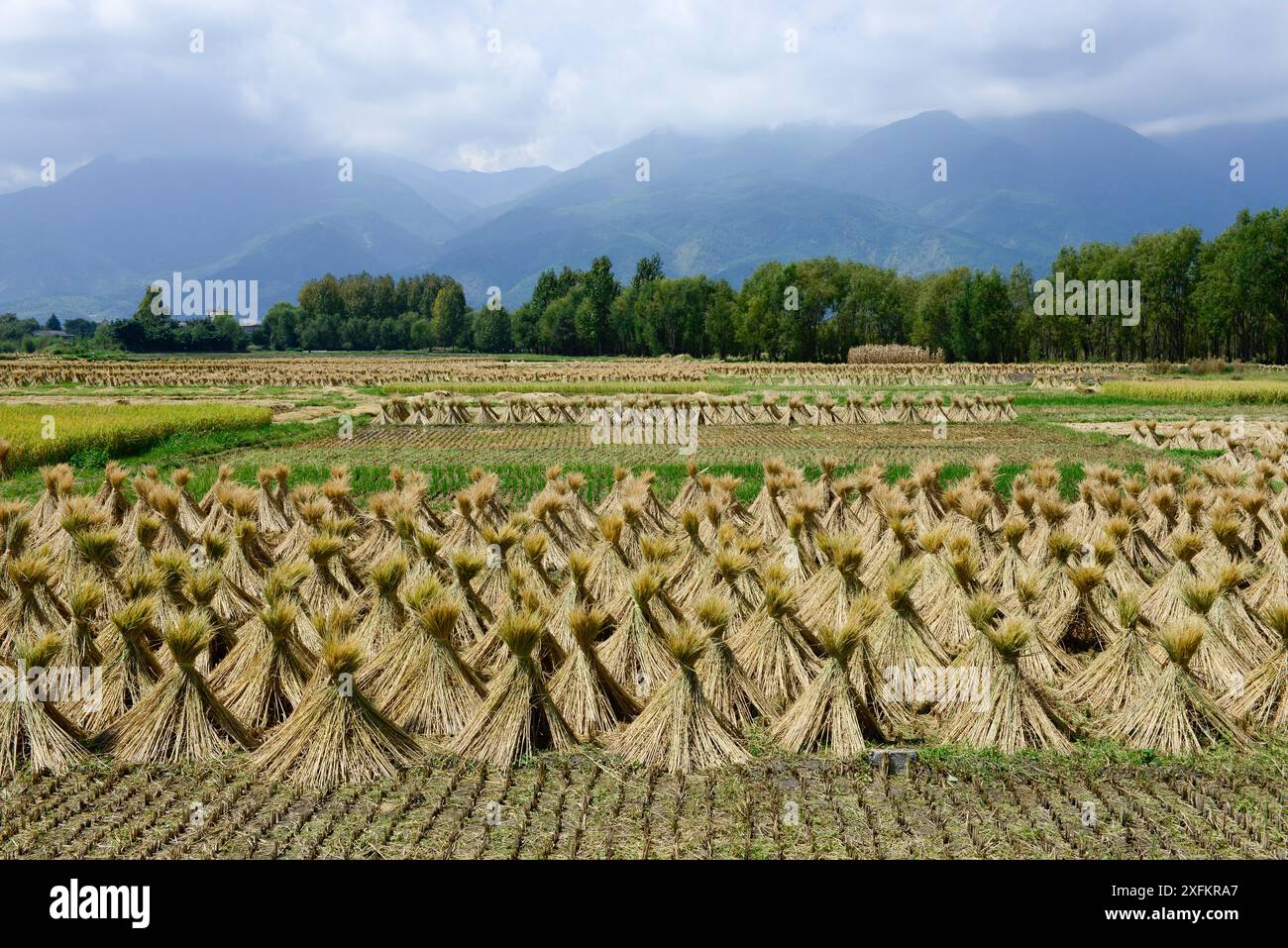 Harvested rice fields around the town of Dali, Yunnan, China. September ...