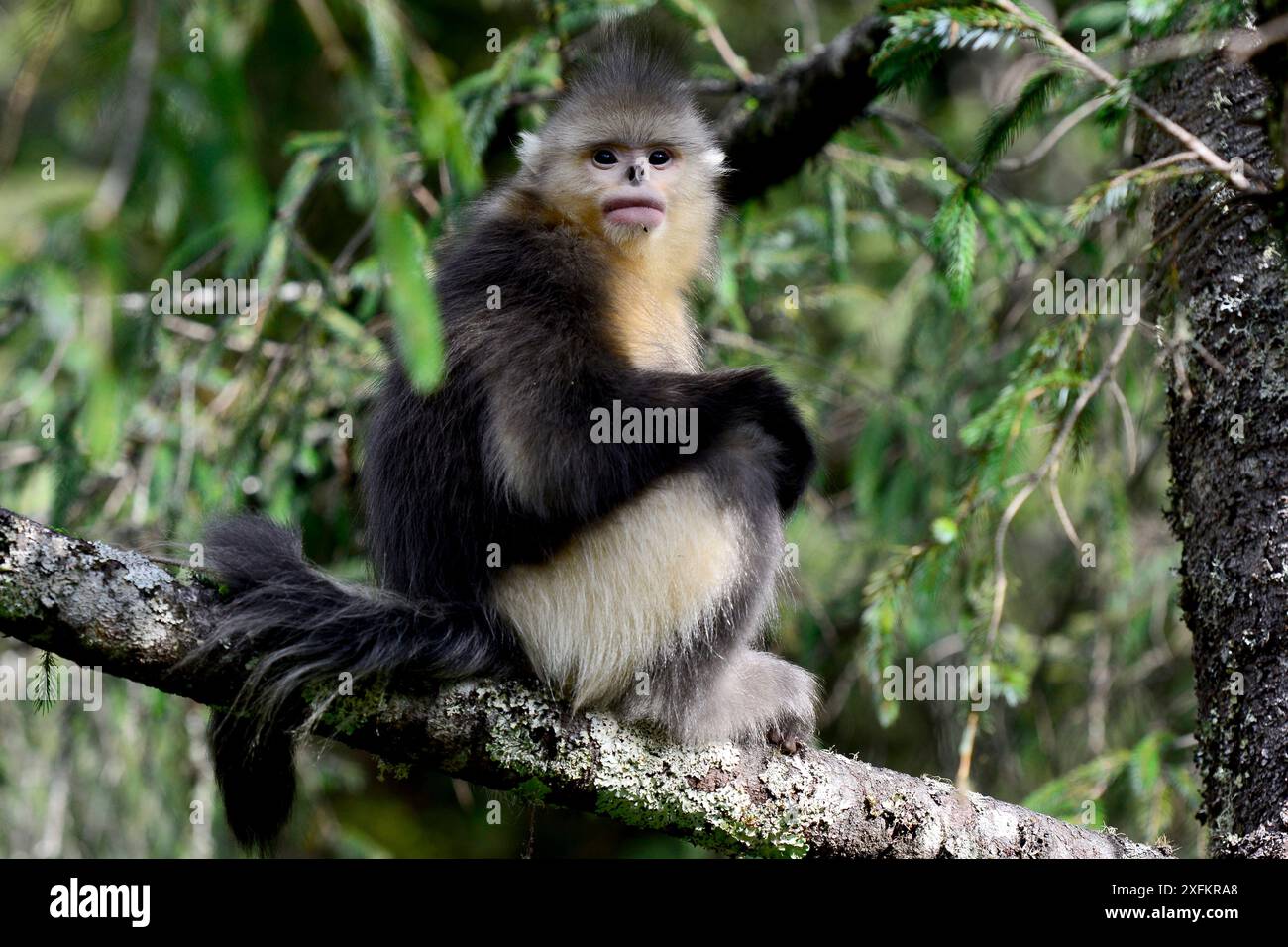 Yunnan black snub-nosed monkey (Rhinopithecus bieti) Yunnan,China Stock ...