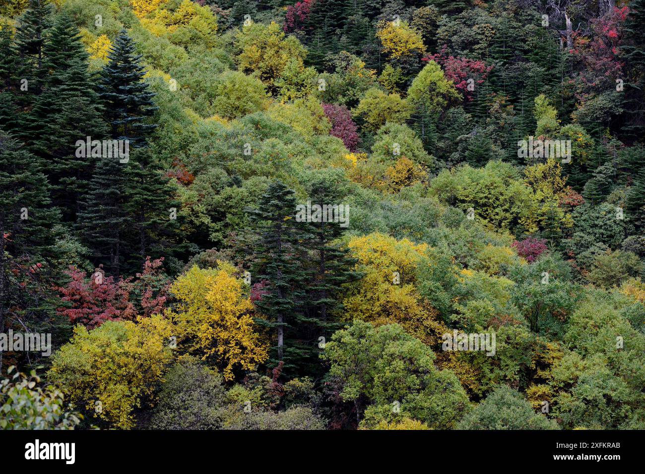 East asia trees and mountains hi-res stock photography and images - Alamy