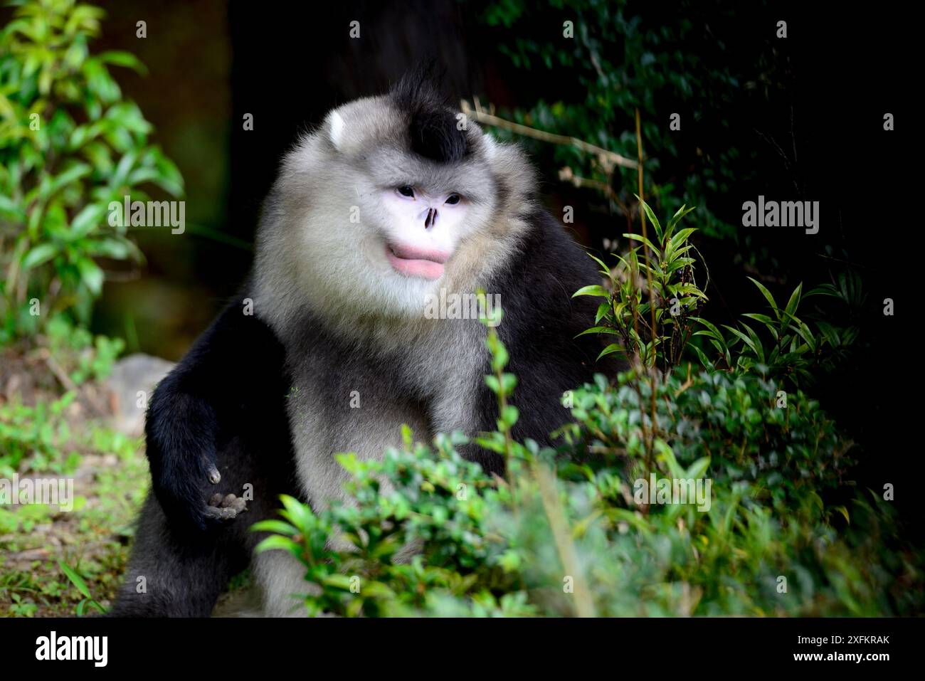 Yunnan black snub-nosed monkey (Rhinopithecus bieti) male, Yunnan ...