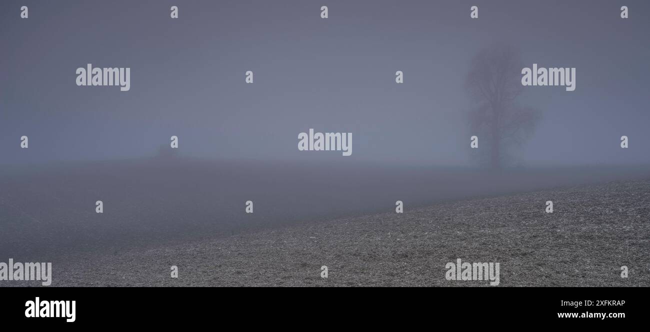 Elms ulmus sp hi-res stock photography and images - Alamy