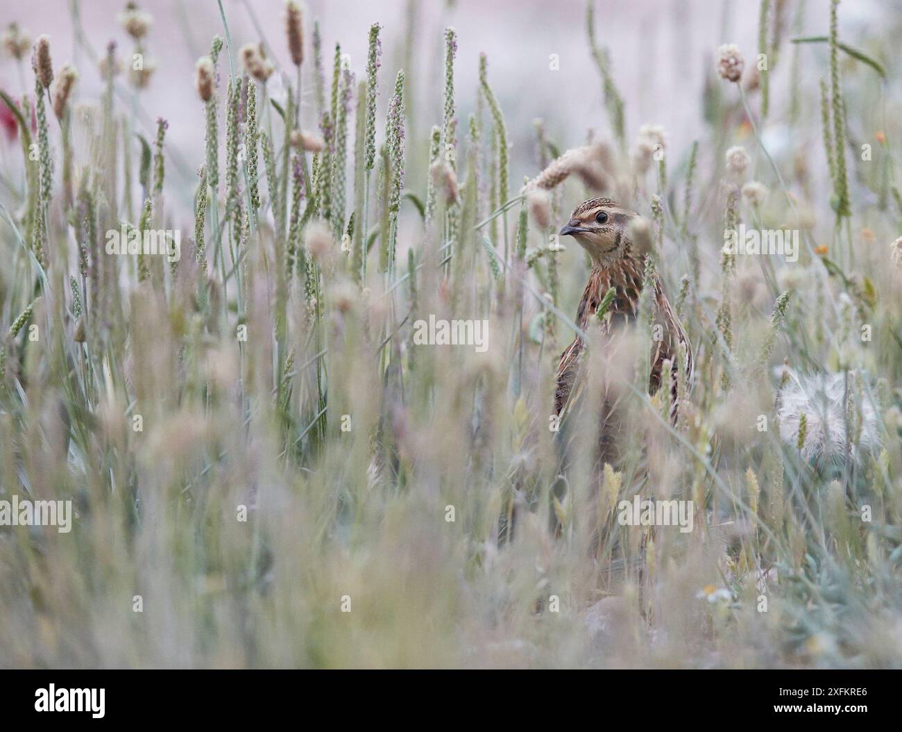Quail (Coturnix coturnix) male in grass, Spain, May Stock Photo - Alamy