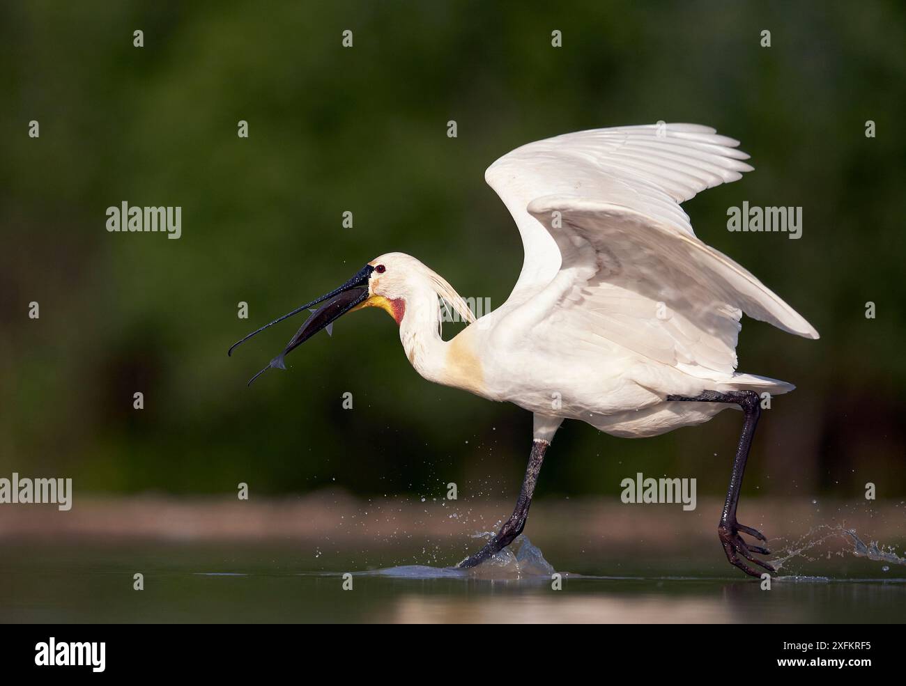 Spoonbill (Platalea leucorodia) swallowing fish, Hungary, May Stock ...