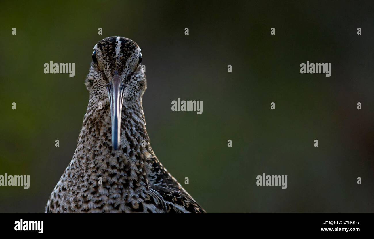 Great Snipe (Gallinago media), Norway, June Stock Photo - Alamy