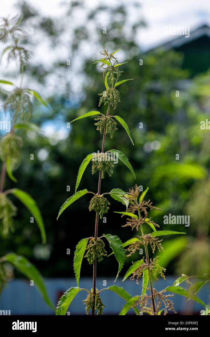 tall nettle bushes in the garden, weeds Stock Photo - Alamy