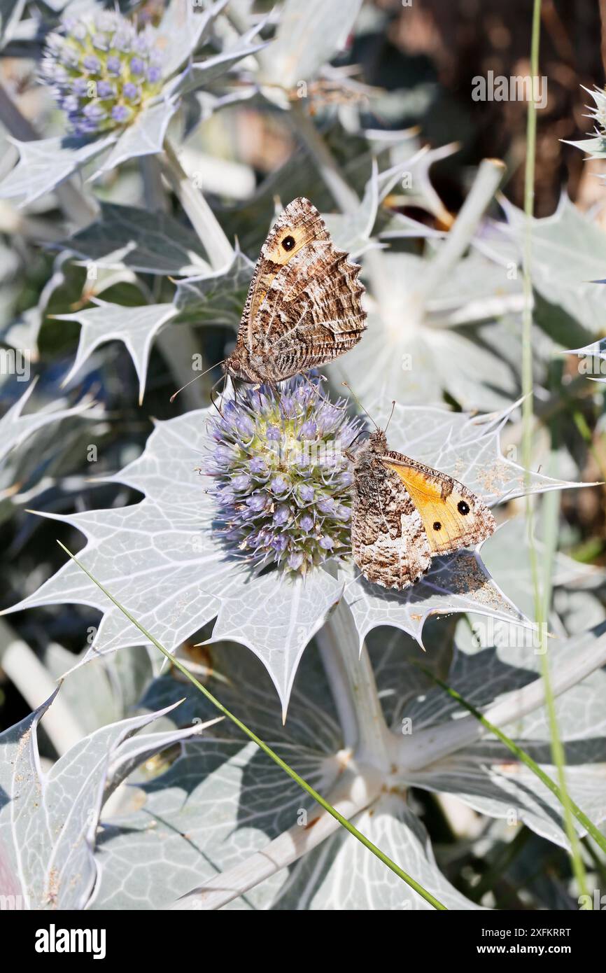 Wirral butterflies hi-res stock photography and images - Alamy