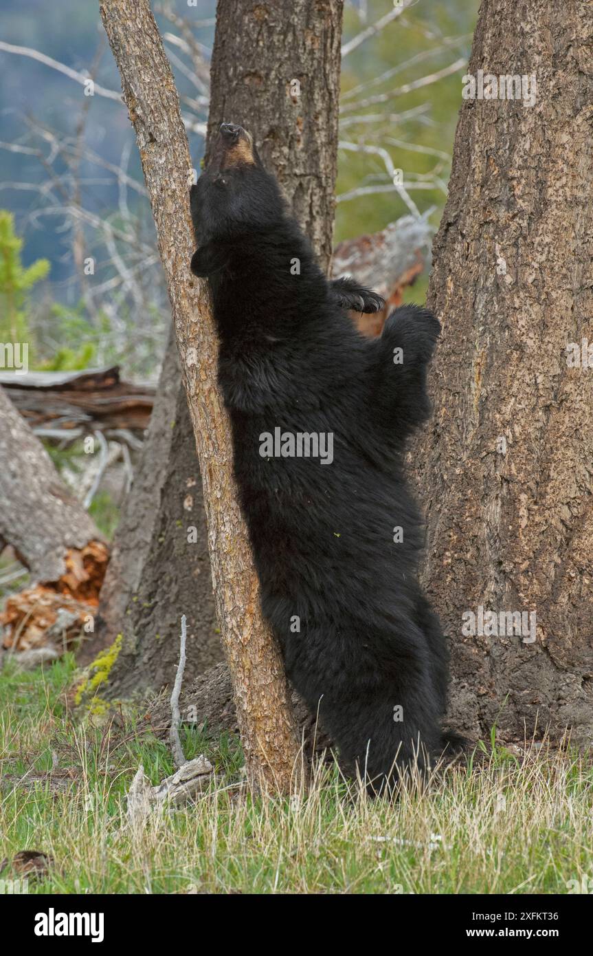 Black bear (Ursus americanus) sow scratching her back on tree ...
