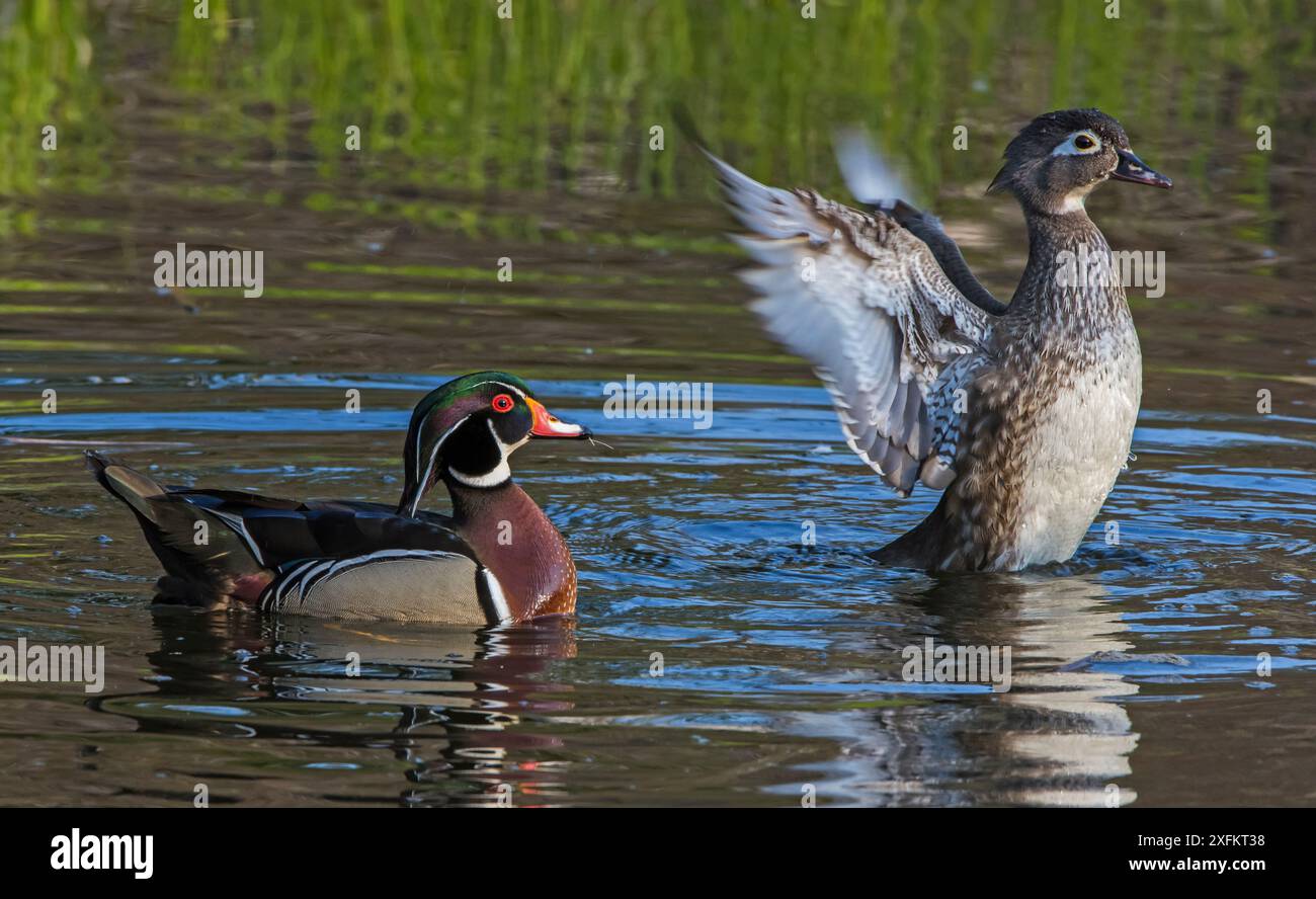 Wood duck (Aix sponsa) mating pair swimming on water, female duck ...